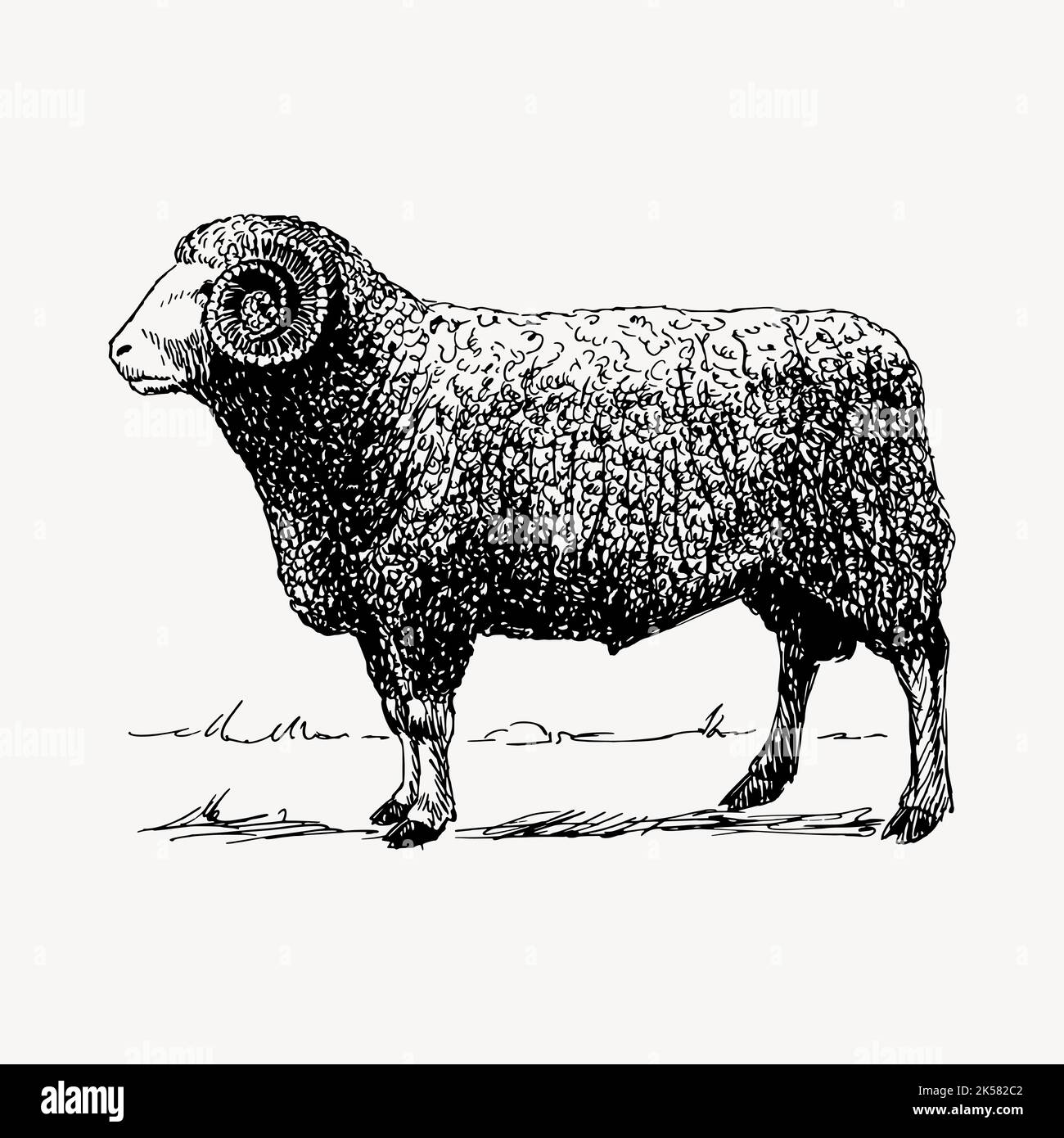 Vintage ram drawing, hand drawn farm animal illustration vector Stock ...