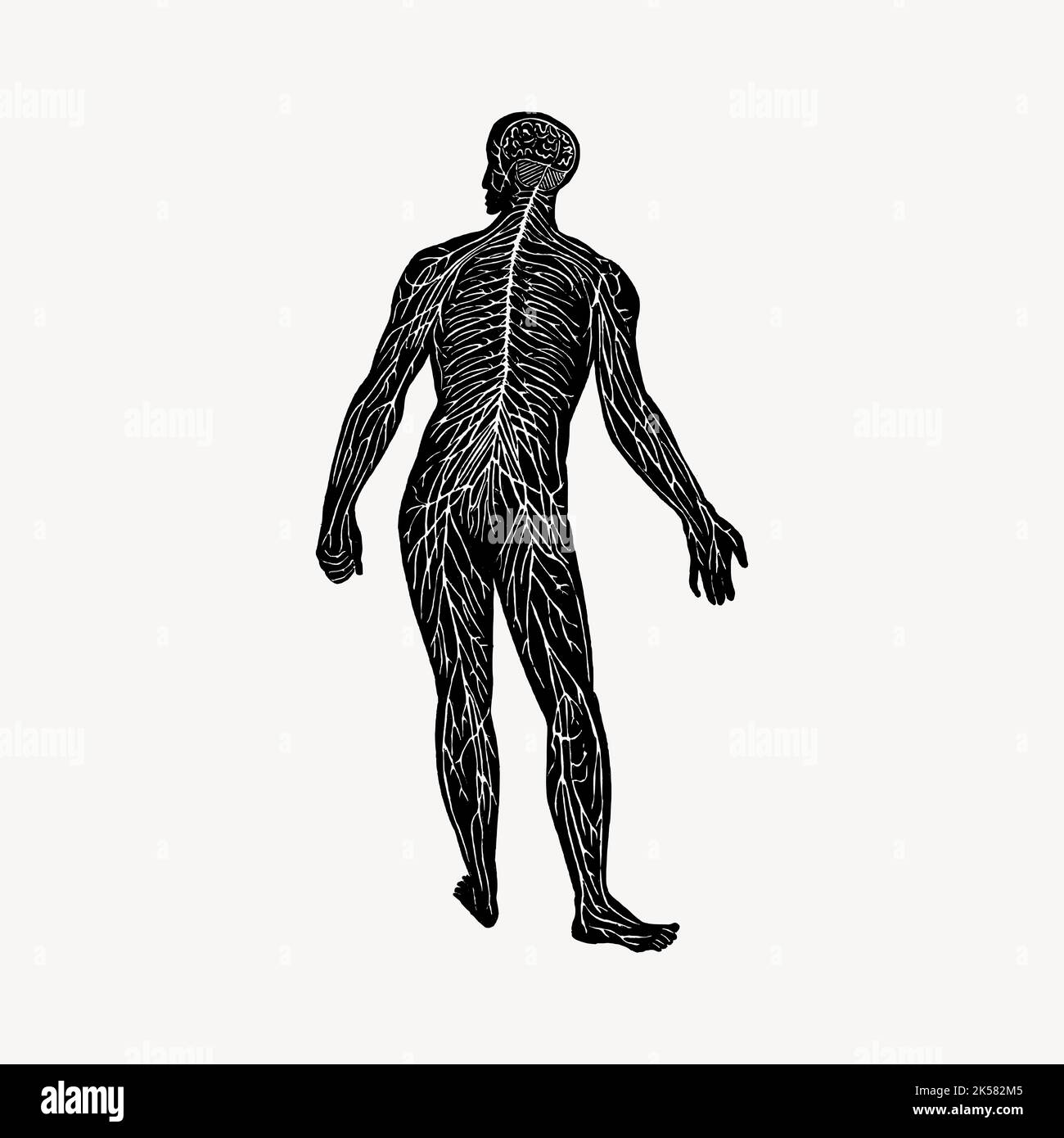 Human nerve system, anatomy vintage drawing vector Stock Vector Image ...
