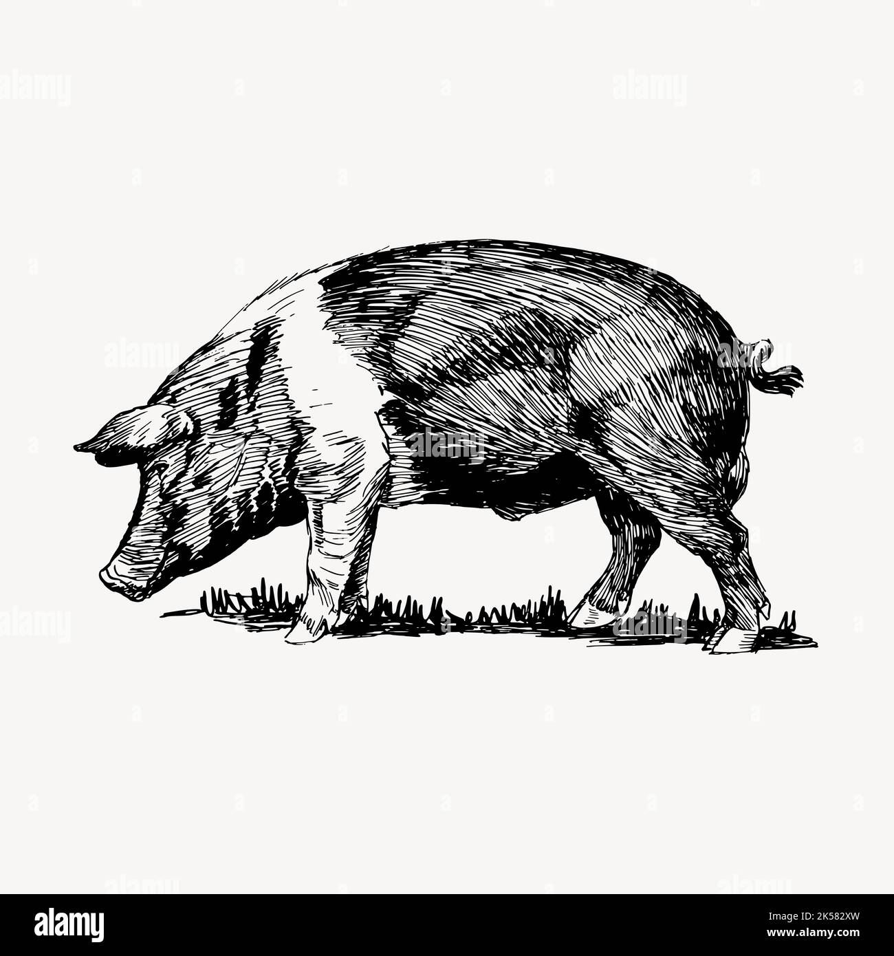 Vintage pig drawing, livestock hand drawn illustration vector Stock ...