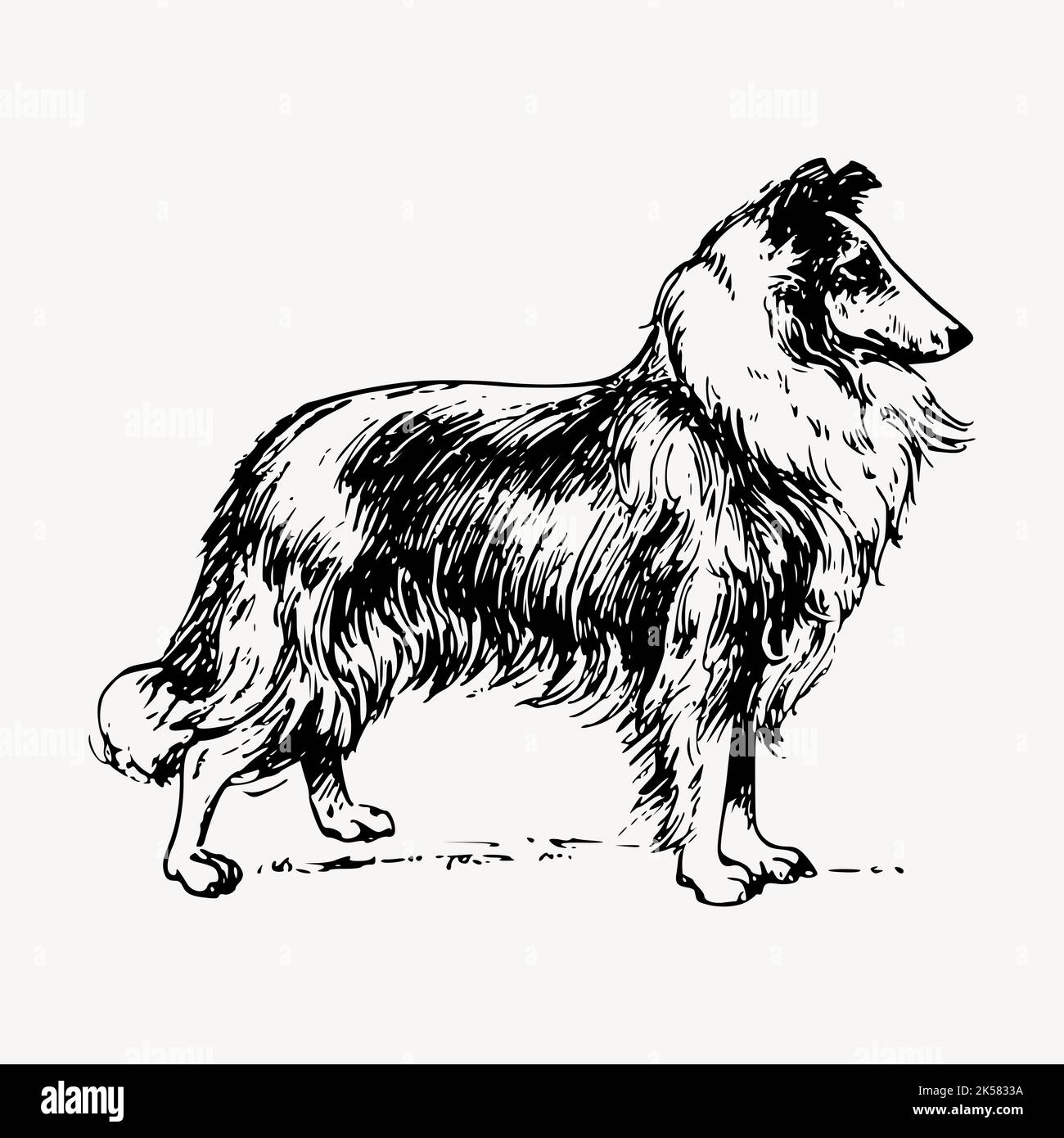 Collie dog drawing, hand drawn illustration vector Stock Vector Image ...
