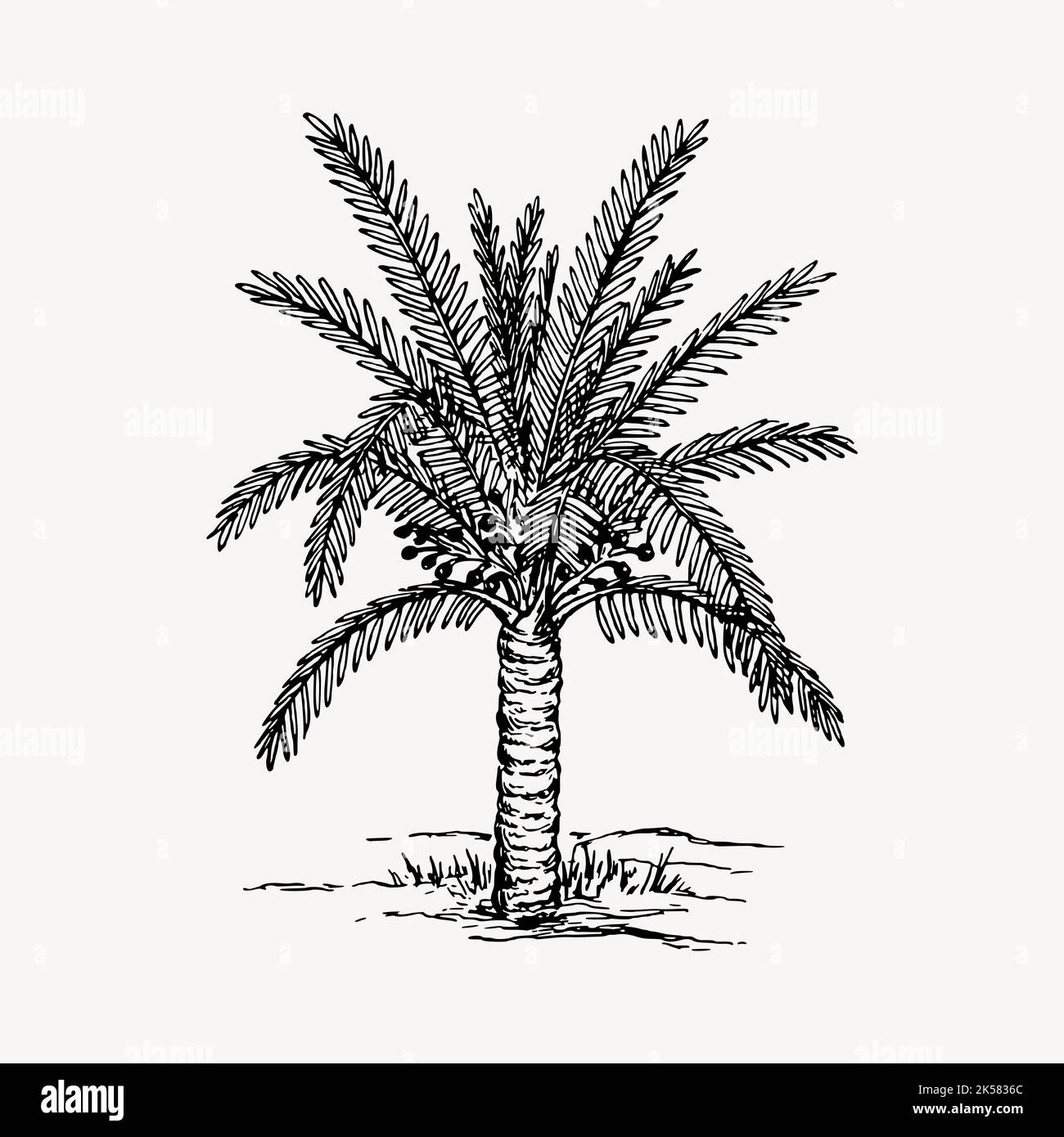 Sago palm tree drawing Stock Vector Images - Alamy