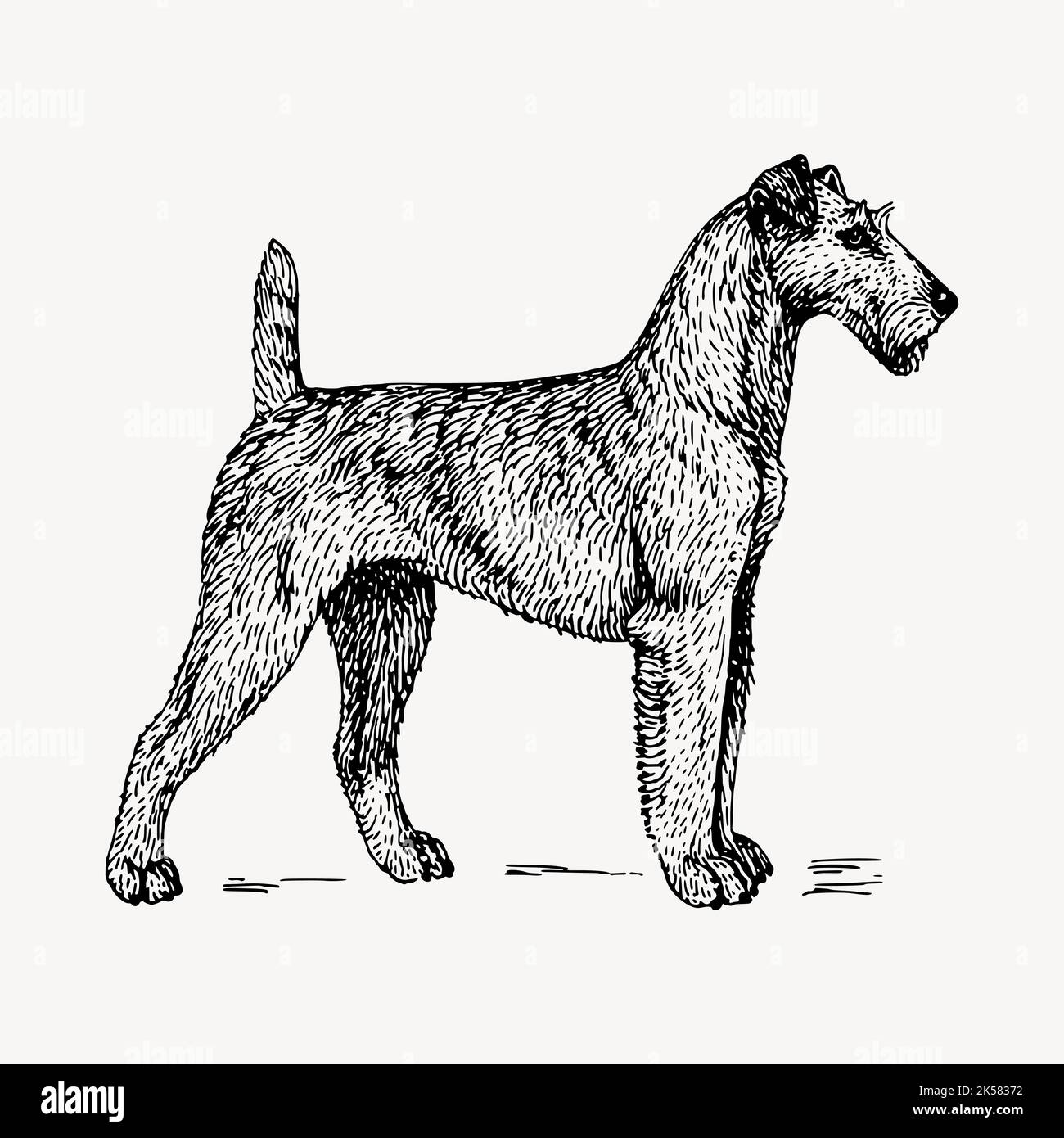Irish Terrier dog drawing, hand drawn animal illustration vector Stock ...