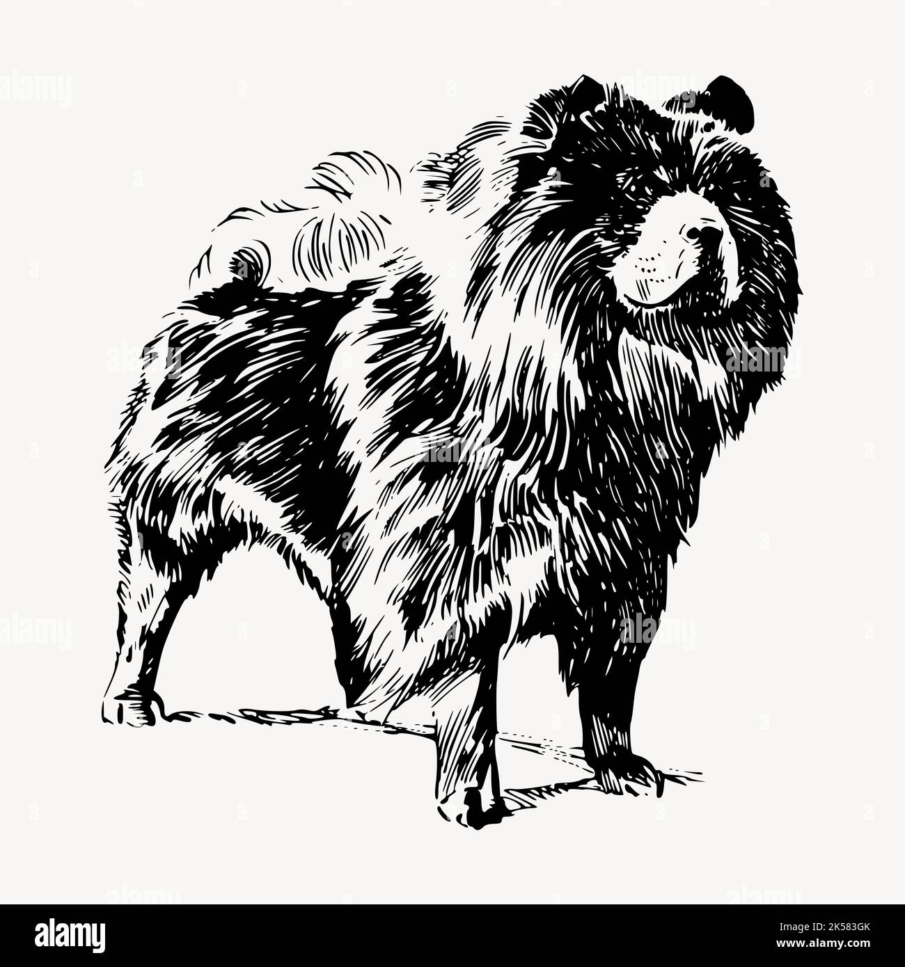 Chow Chow dog drawing, vintage illustration vector Stock Vector Image ...