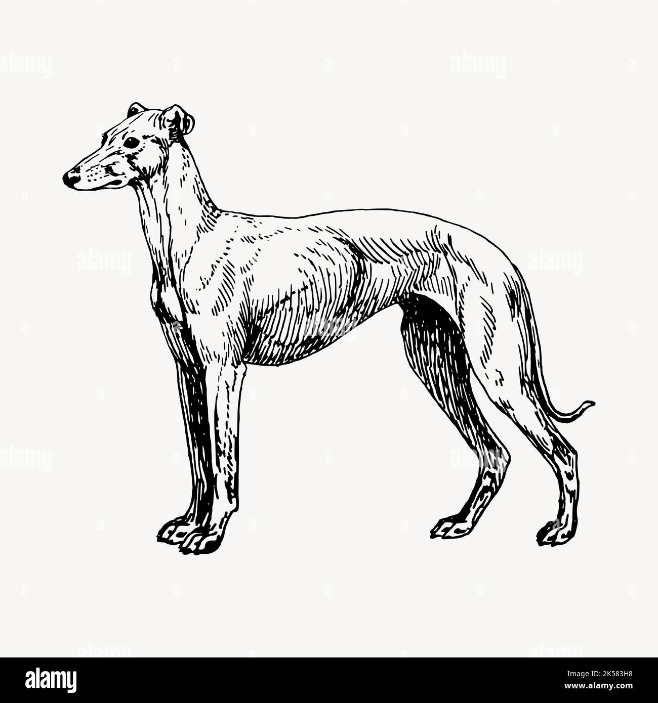 Greyhound dog drawing, vintage animal illustration vector Stock Vector ...