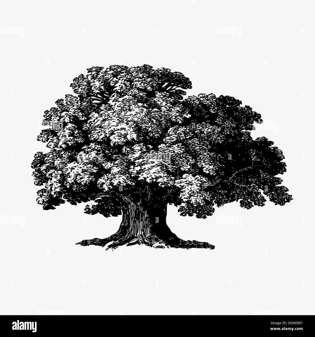 Baobab tree drawing, vintage botanical illustration vector Stock Vector ...