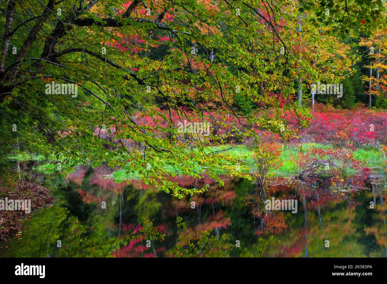 Snow Shanty Run, a beaver pond, in Pennsylvania's Delaware State Forest ...