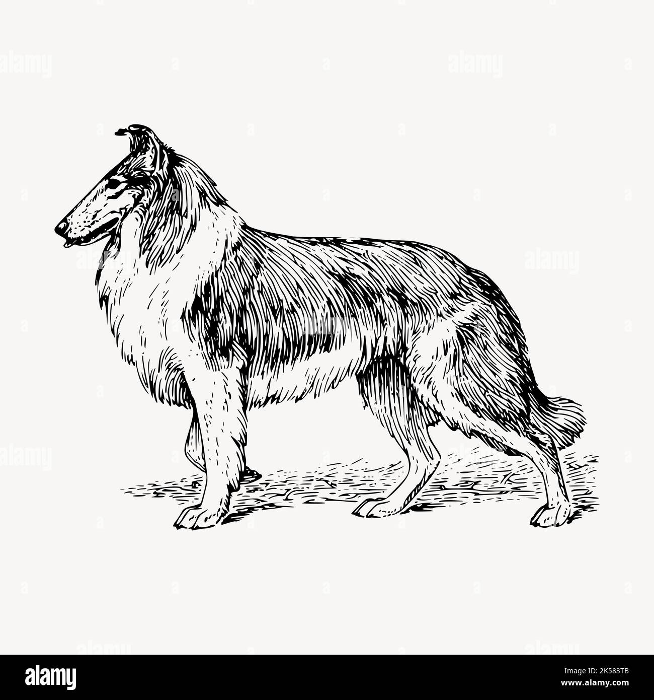 Collie dog drawing, hand drawn illustration vector Stock Vector Image ...