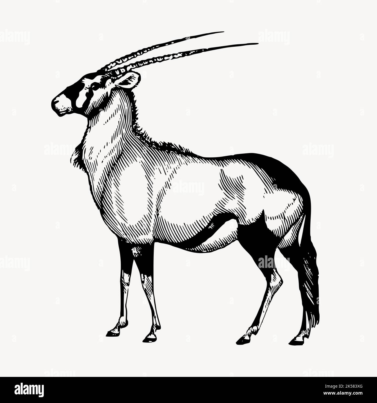 antelope, wildlife vintage, animal drawing , animals, antelope, antique ...