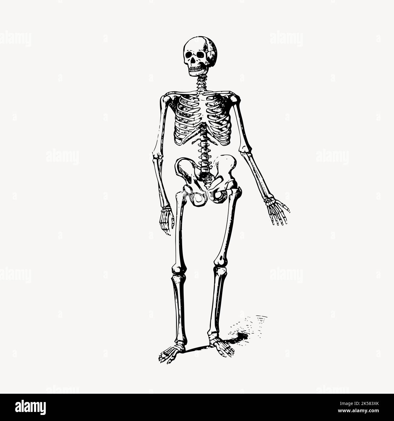 skeleton, icon, halloween, bones body, vintage halloween, skull , human ...