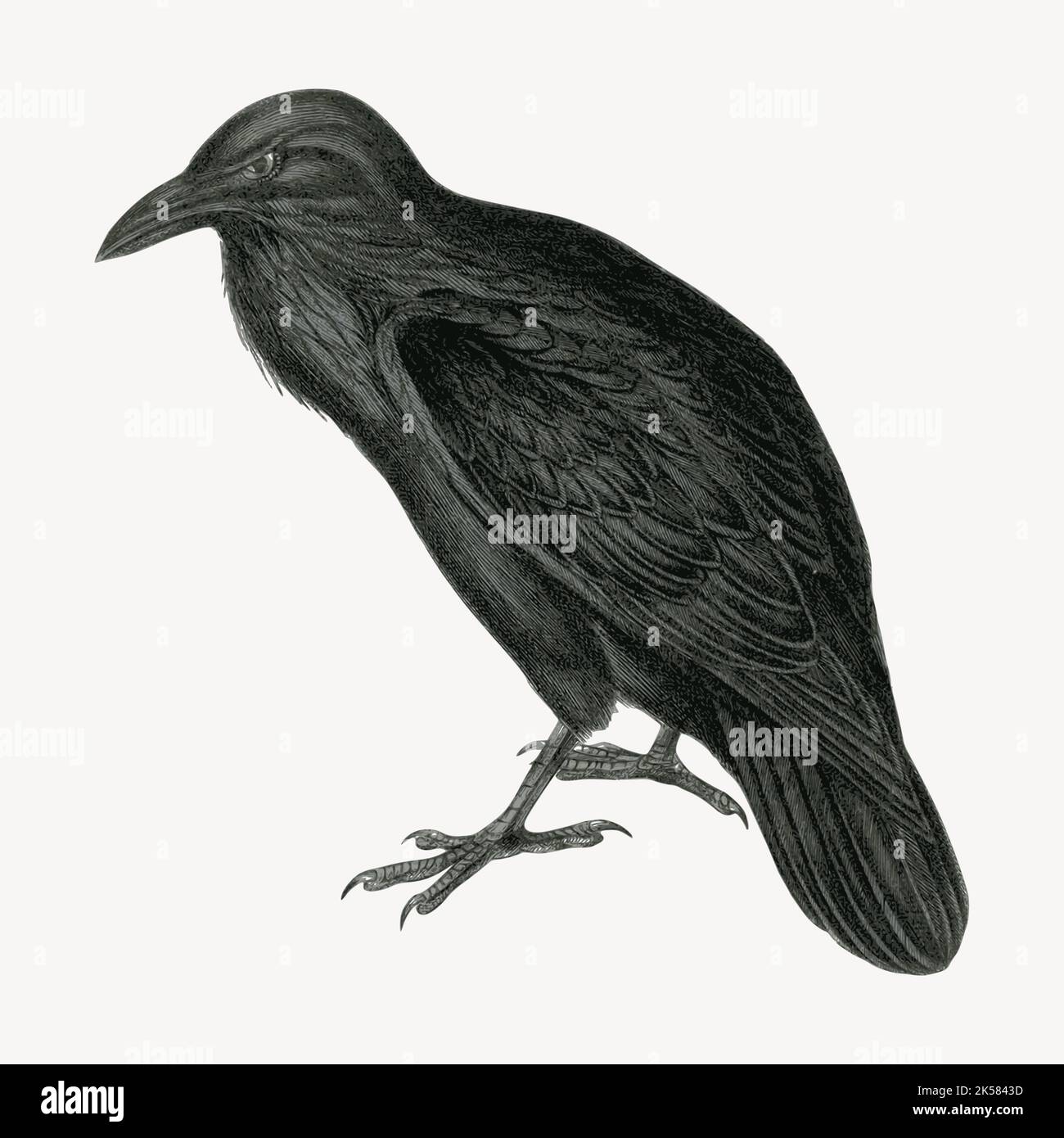 raven, vintage raven, vintage illustration black, raven, black bird ...