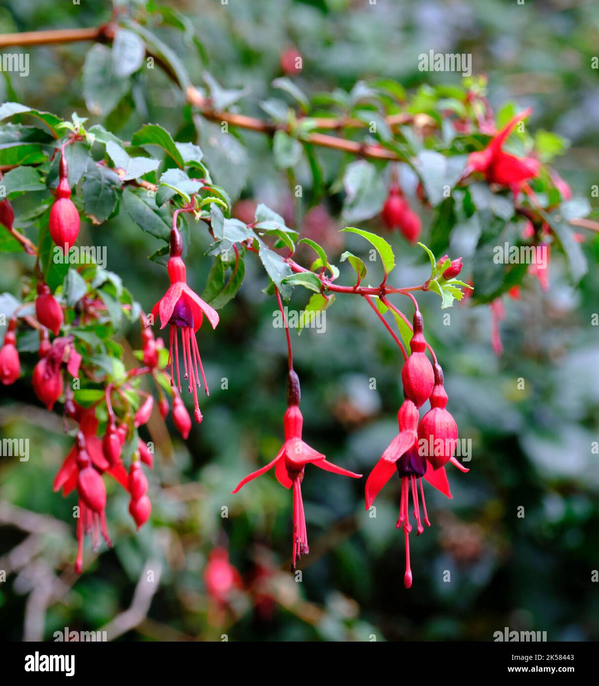 Red and purple fuchsia hi-res stock photography and images - Alamy