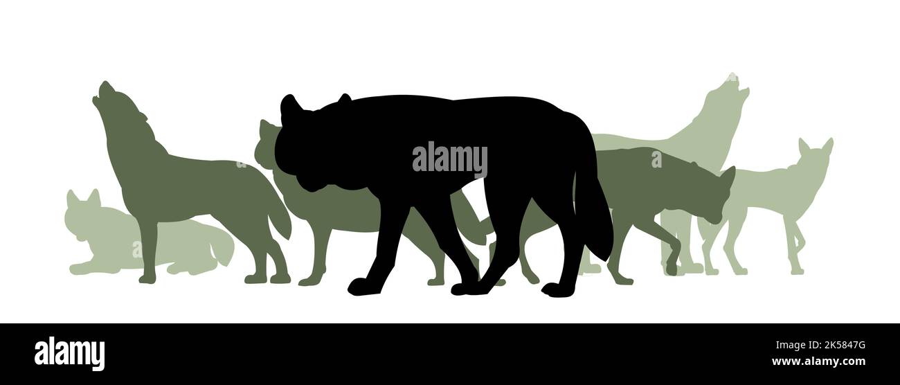 Leader of wolf pack. Silhouette picture. Wild animal in nature ...