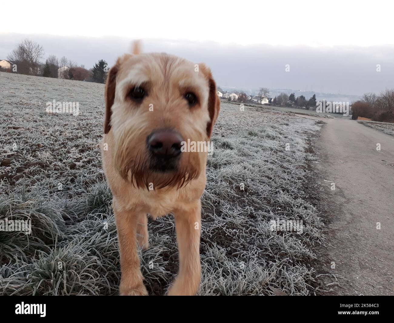 A Labrador dog with long fur looks directly into the camera in winter ...