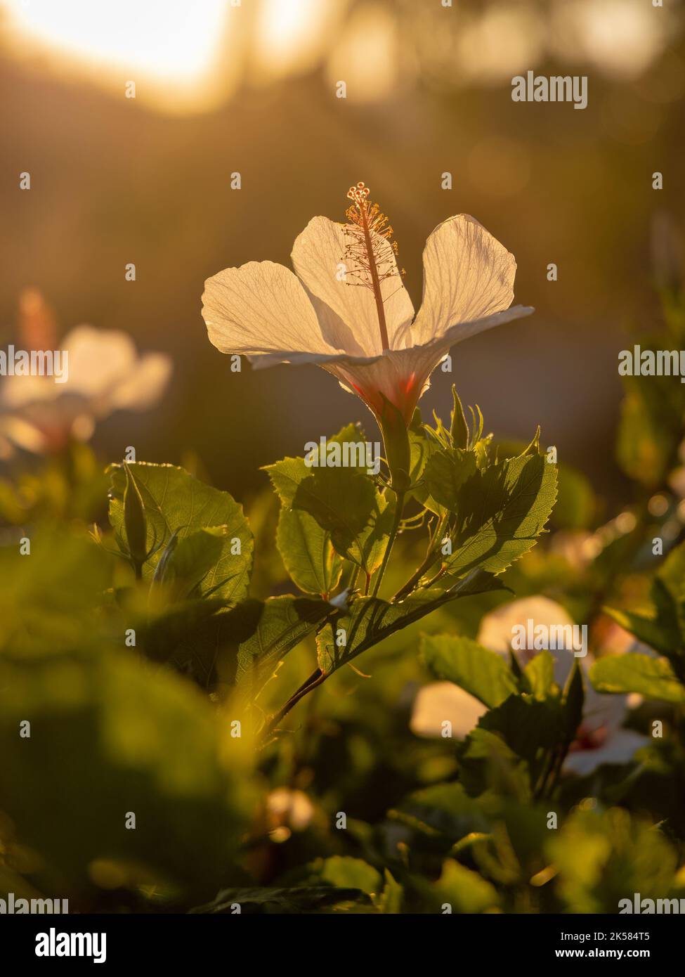 White Kauai rosemallow (Hibiscus waimeae) flower on a blurred ...