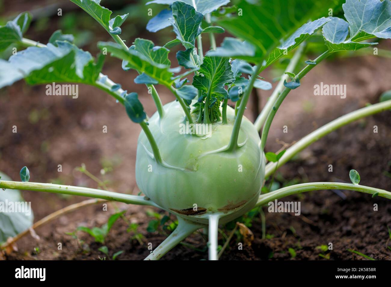 Kohlrabi plant hi-res stock photography and images - Alamy