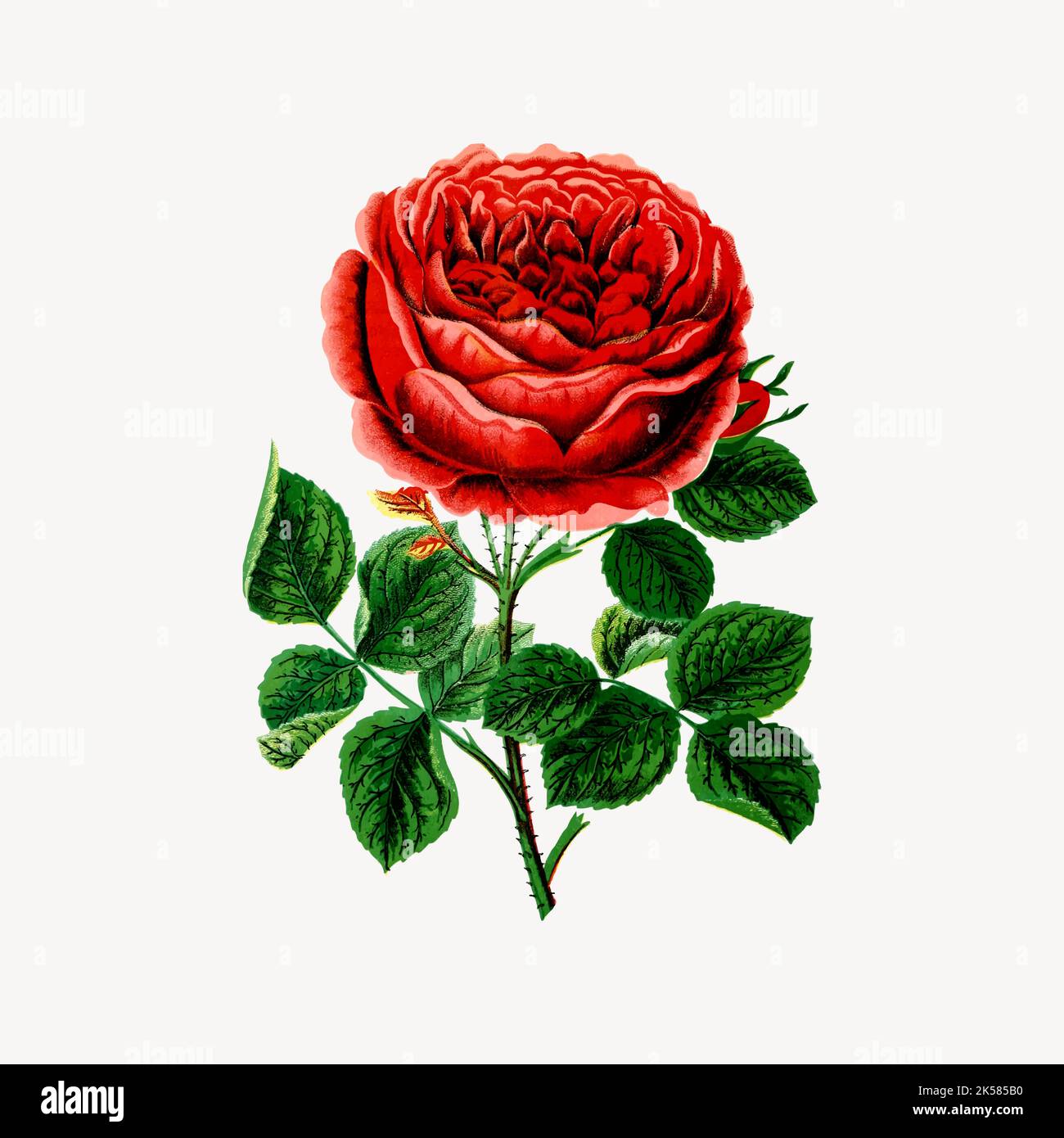 John hopper rose clipart hi-res stock photography and images - Alamy