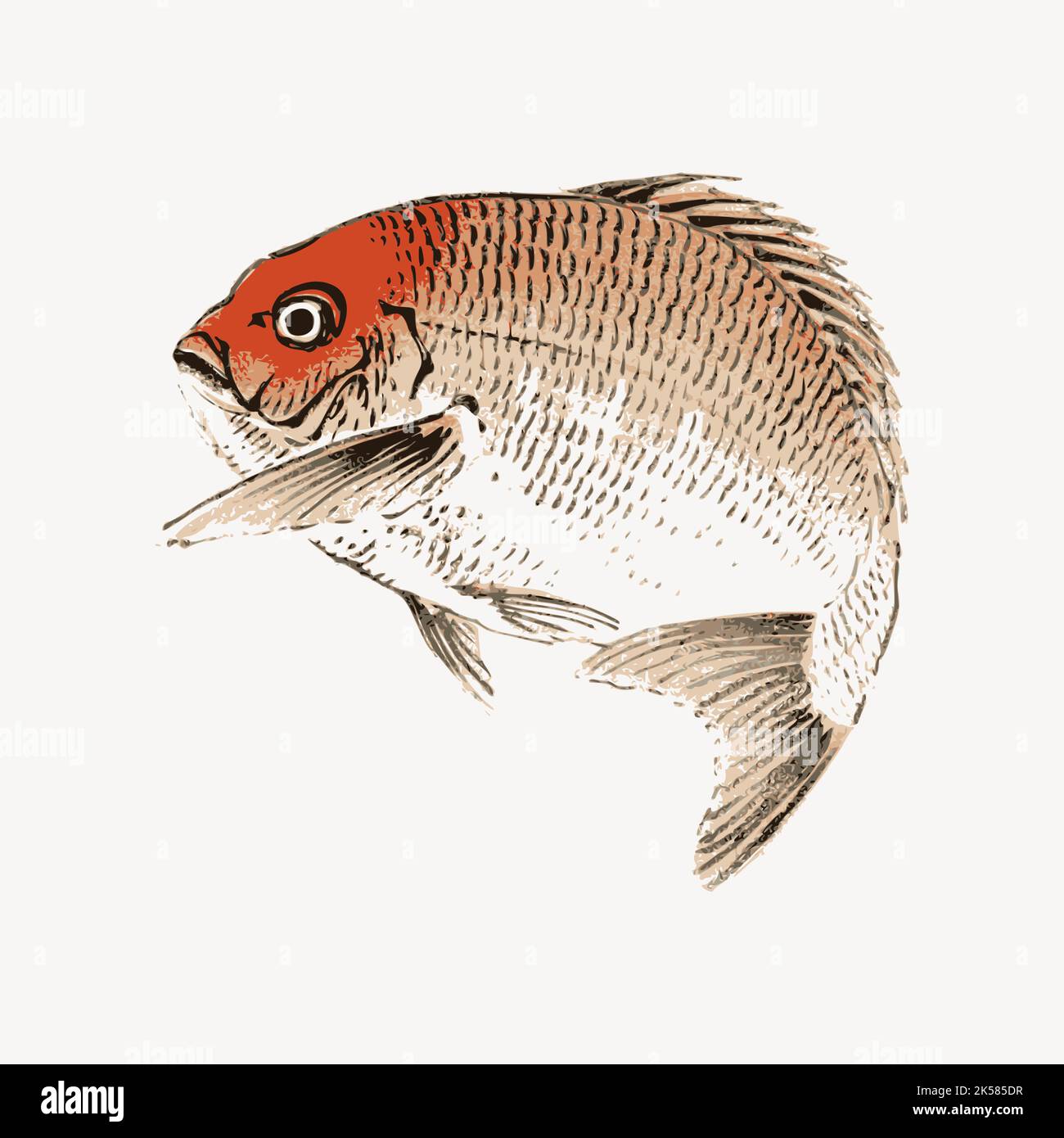Red sea bream fish clipart, vintage animal illustration vector Stock ...