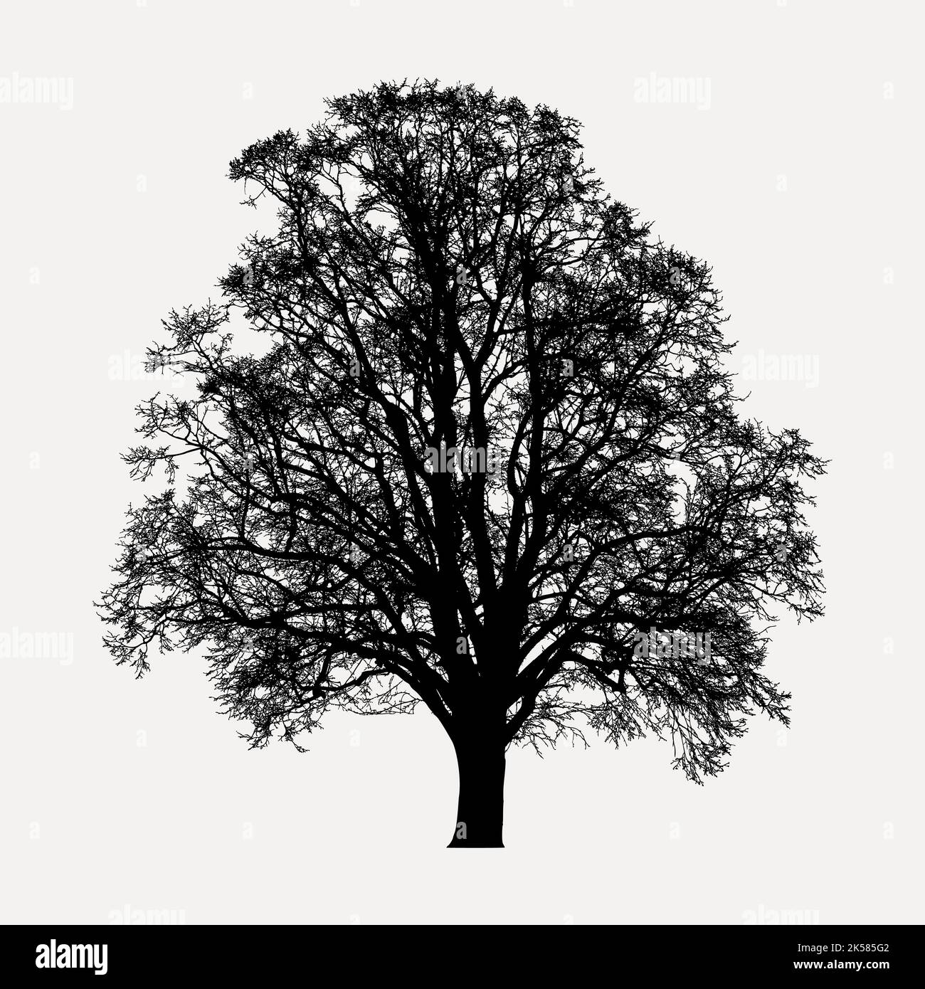 Beech tree silhouette clipart, nature illustration in black vector ...