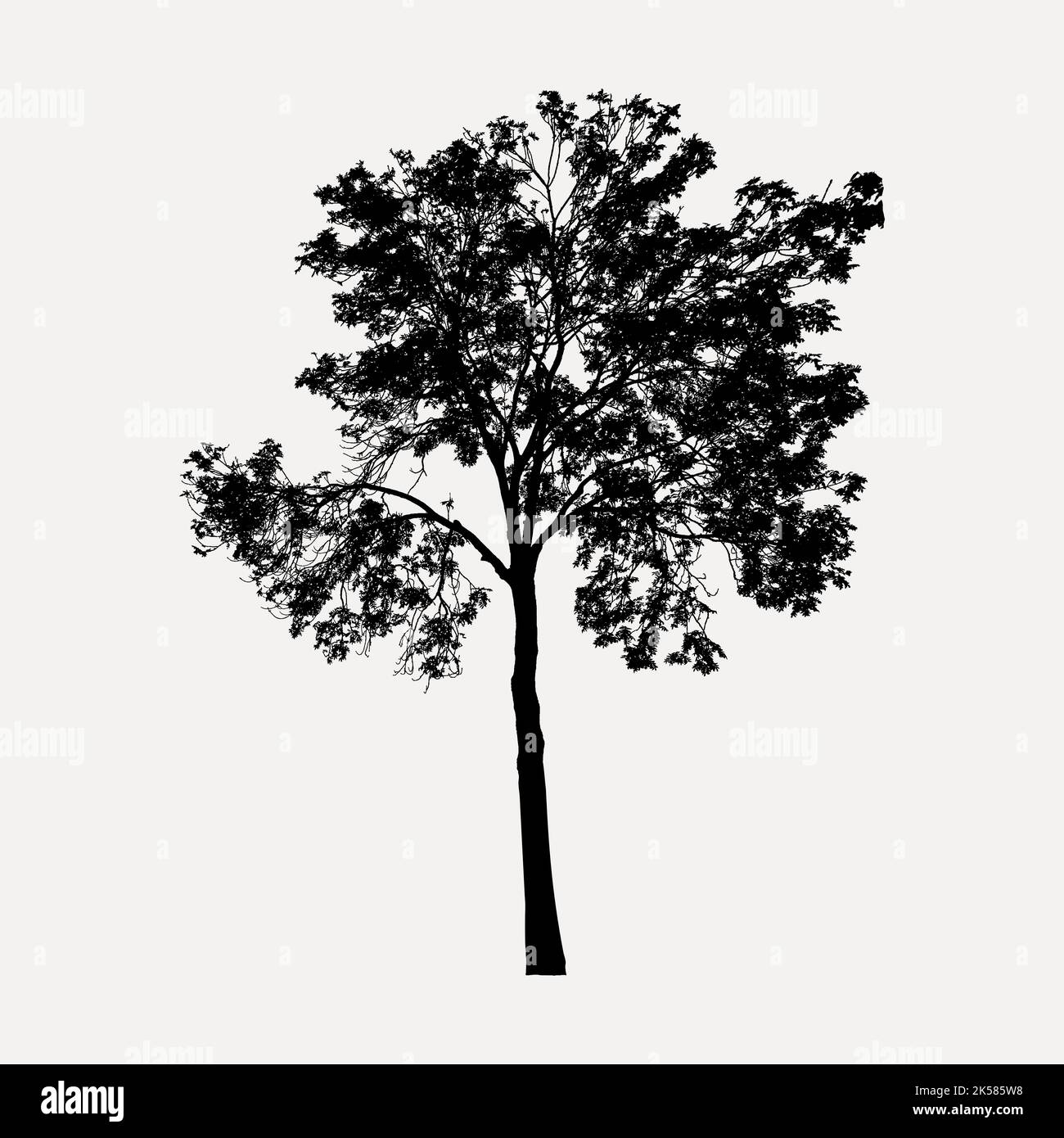Eucalyptus tree silhouette clipart, botanical illustration in black ...