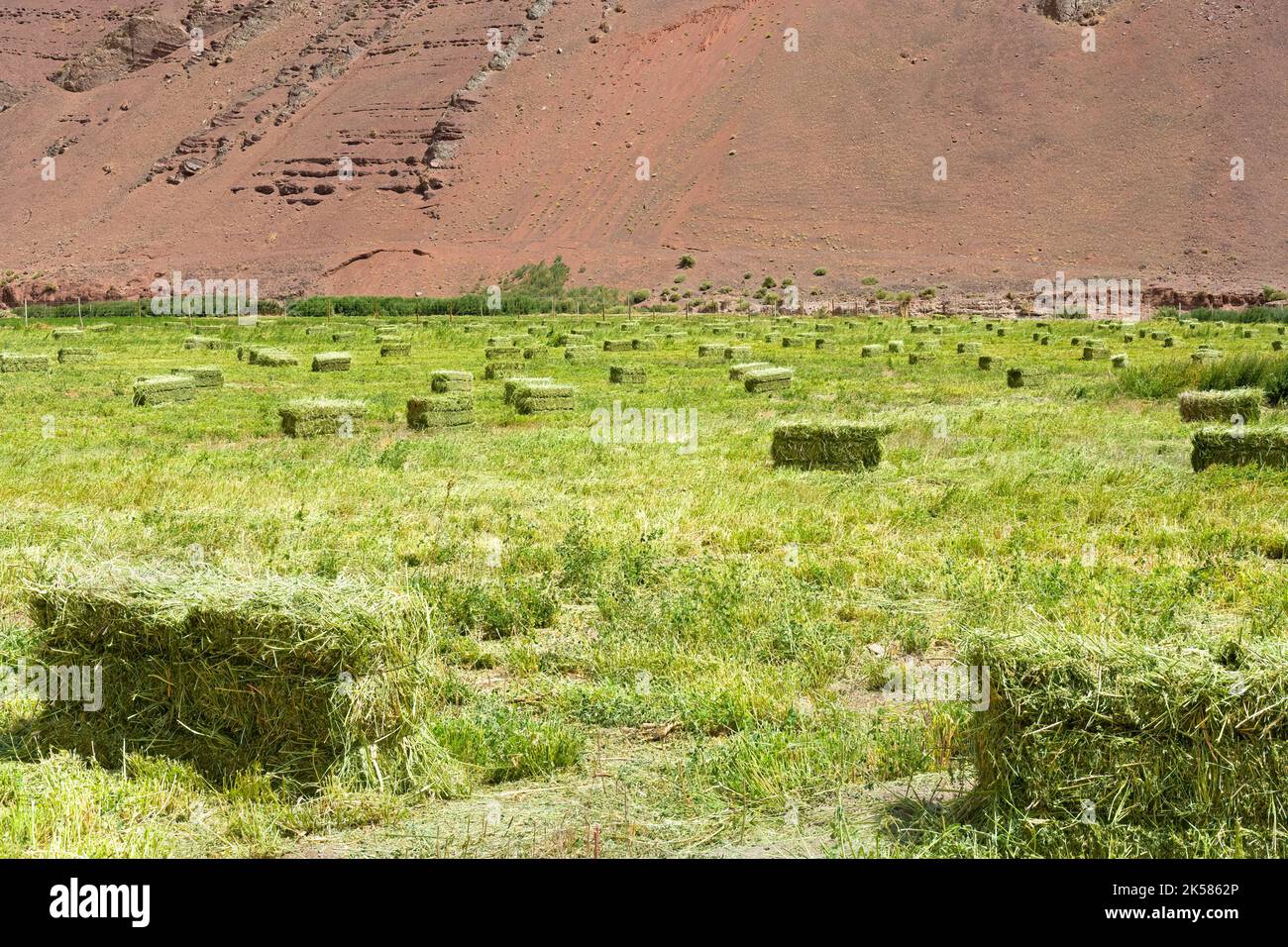 Straw bales in Andean mountains at Quebrada Paredones in northern Chile ...