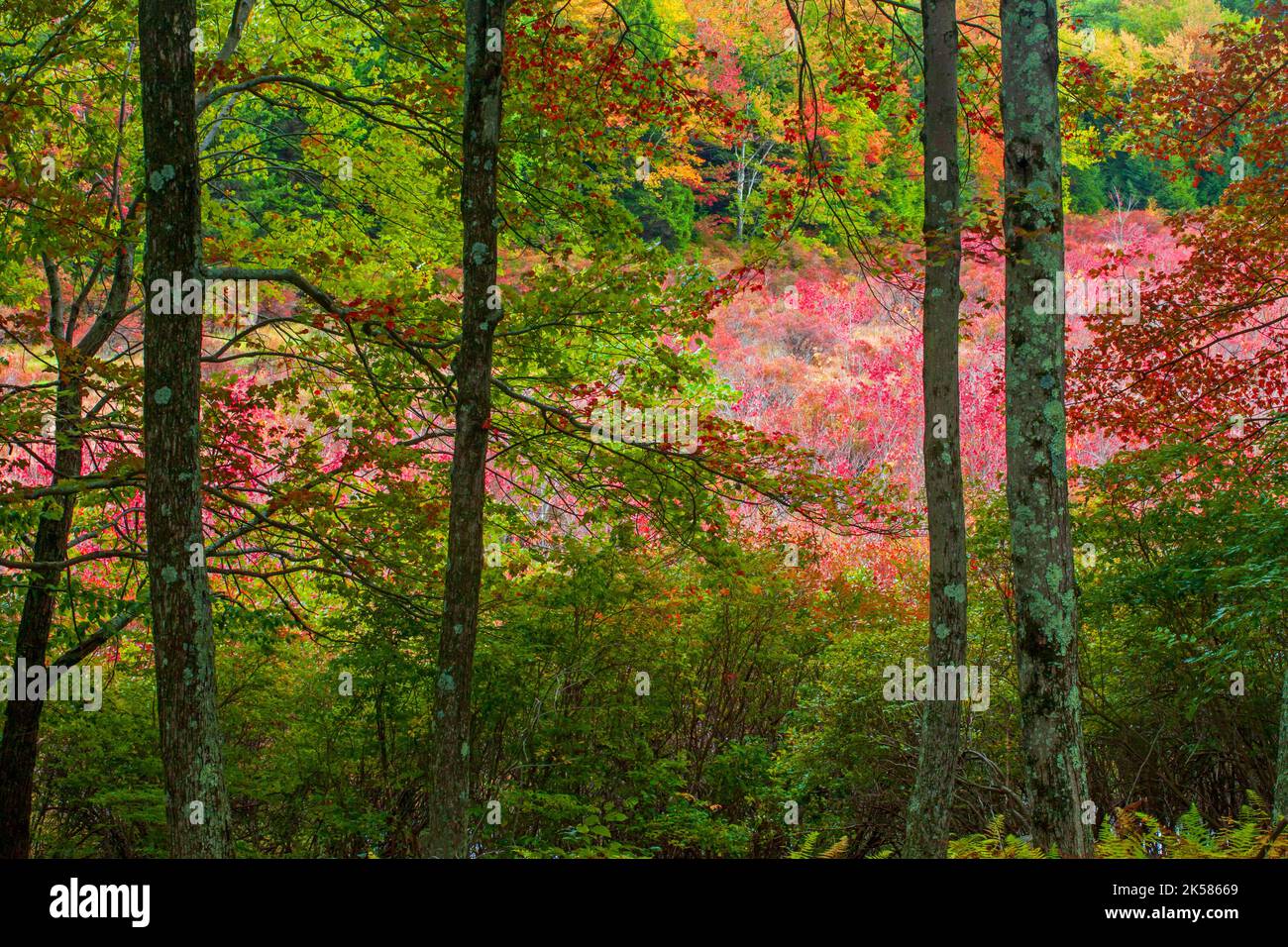Snow Shanty Run, a beaver pond, in Pennsylvania's Delaware State Forest ...