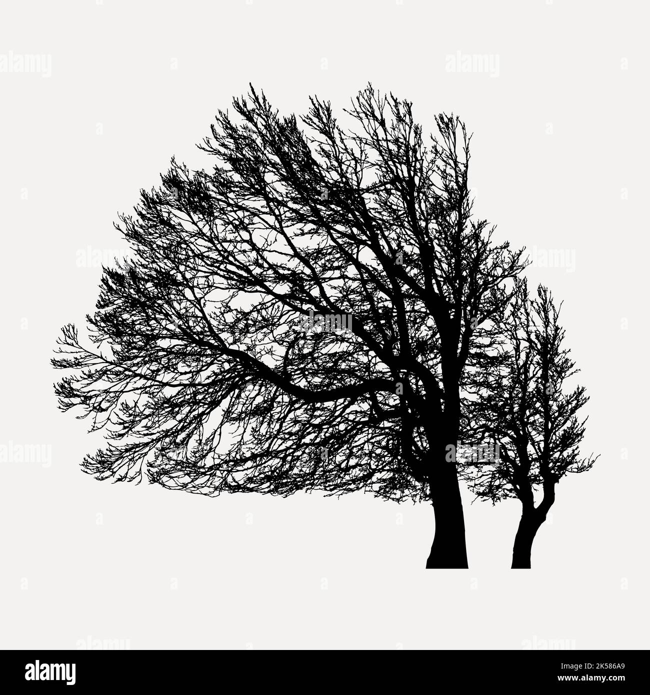Leafless beech tree silhouette clipart, botanical illustration in black ...