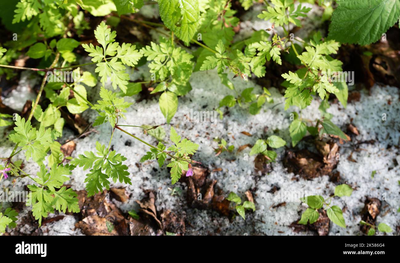 Hail on the ground after the storm. Spring hail balls after heavy ...