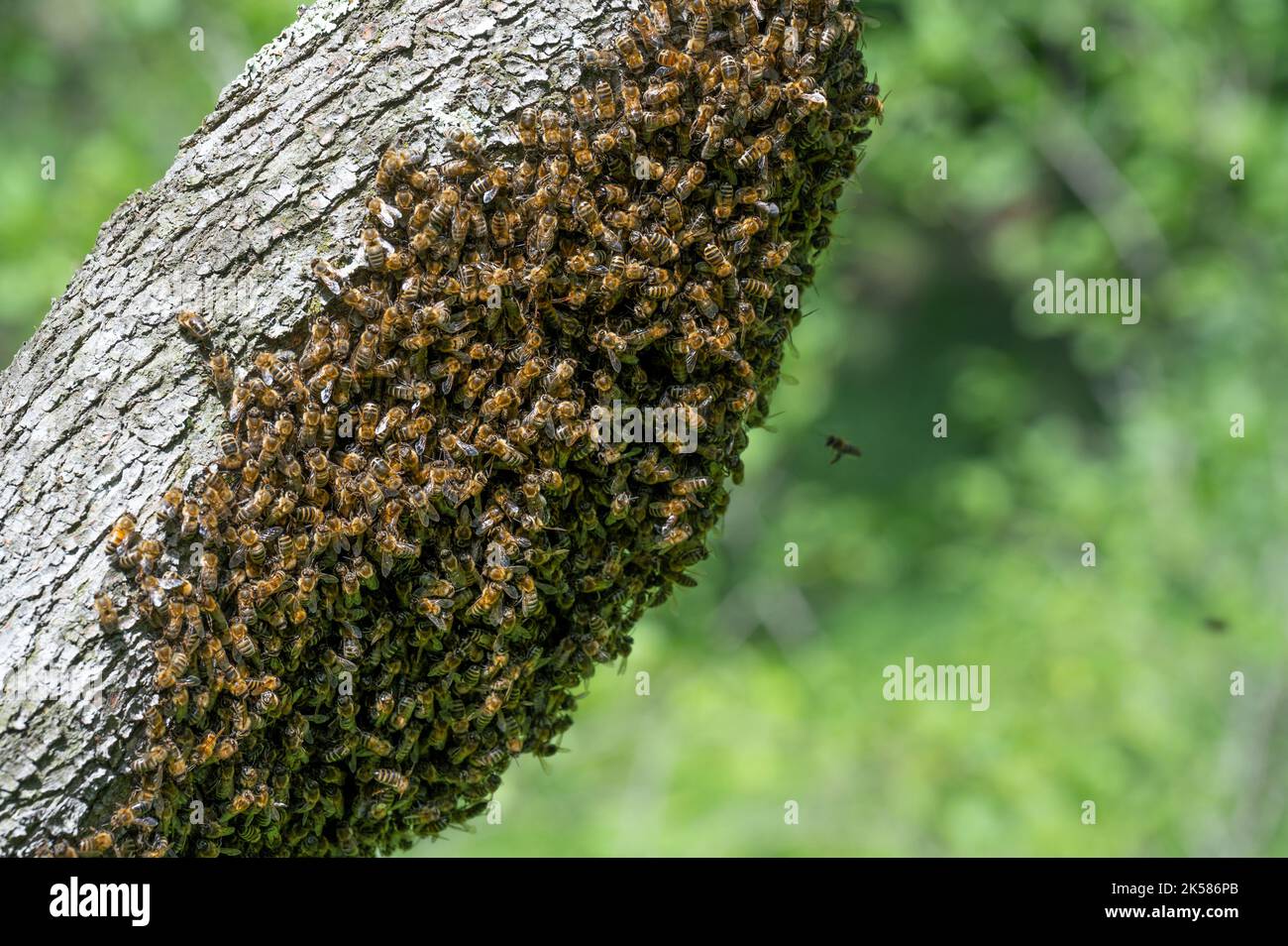 Honey bees swarm on a tree, worker insects, bees on a tree Stock Photo ...