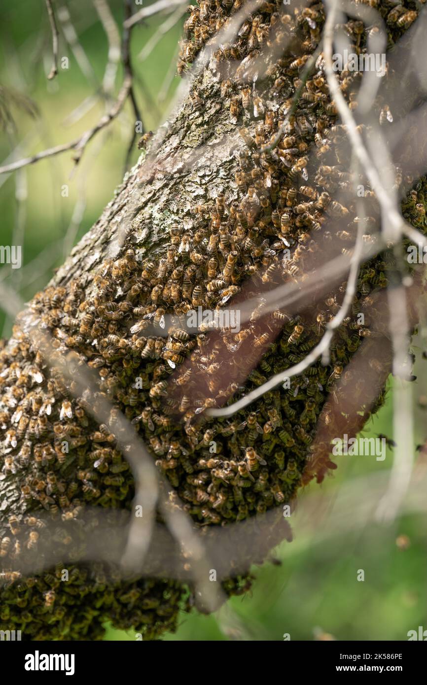 A small swarm of bees swarming on a tree in the garden, insect life ...