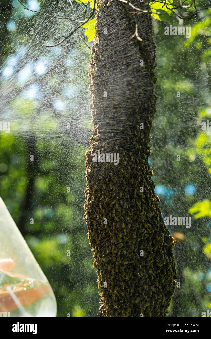 Spraying a swarm of bees with water, wet honey bees, collecting a swarm ...