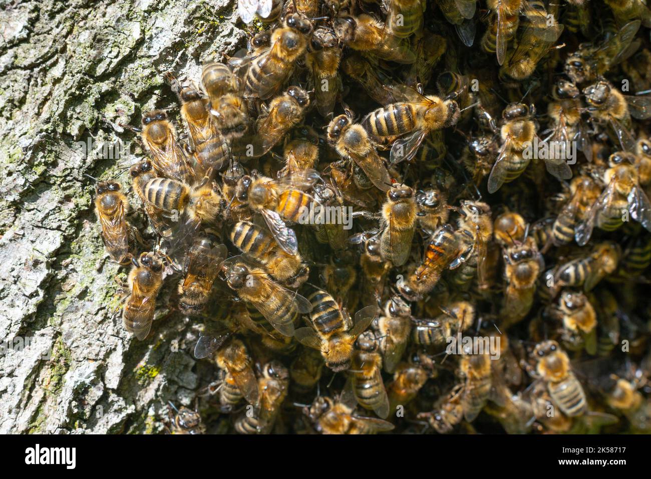 Bees in a detailed plan, a swarm of bees shot under a macro lens, bees ...