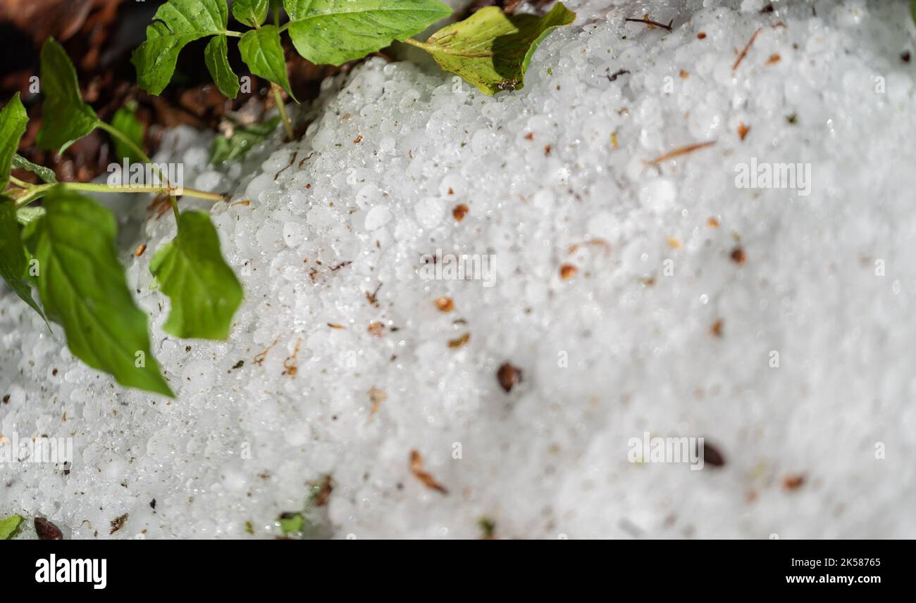 Hail on the ground after the storm. Spring hail balls after heavy ...