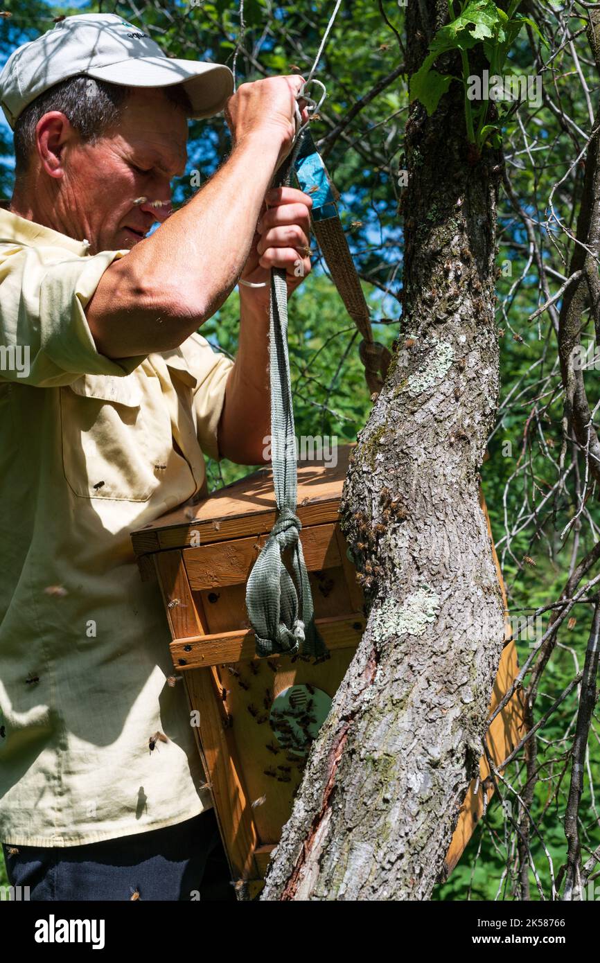 A beekeeper gathers a swarm of wild bees into a box, beekeeper and bees ...