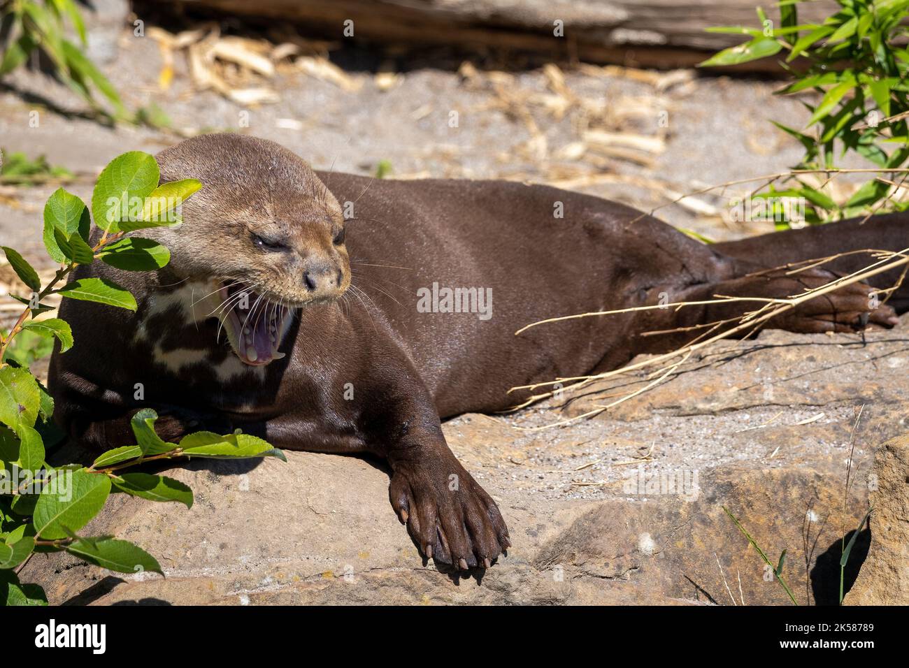 Giant otter (Pteronura brasiliensis), river predator showing teeth ...