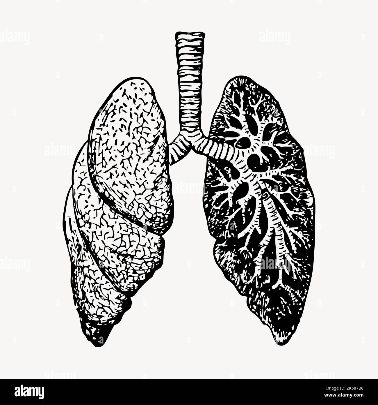 Anatomy clipart hi-res stock photography and images - Alamy