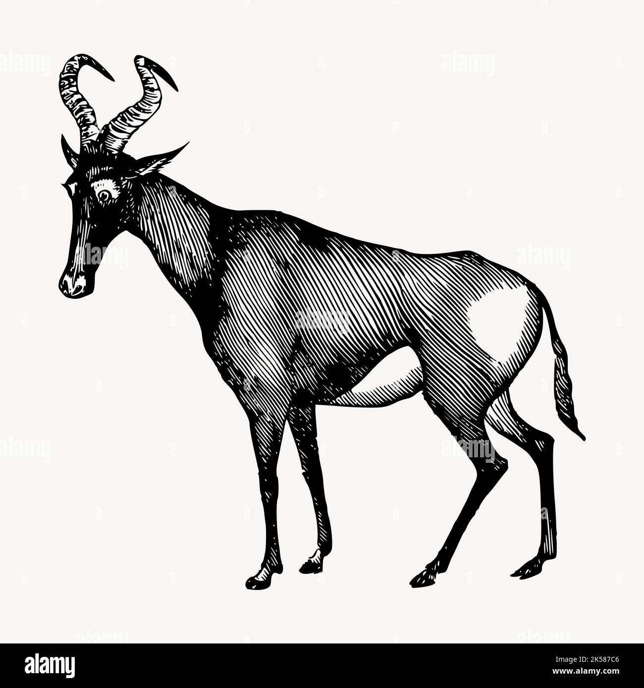 Hartebeest wild animal clipart hi-res stock photography and images - Alamy