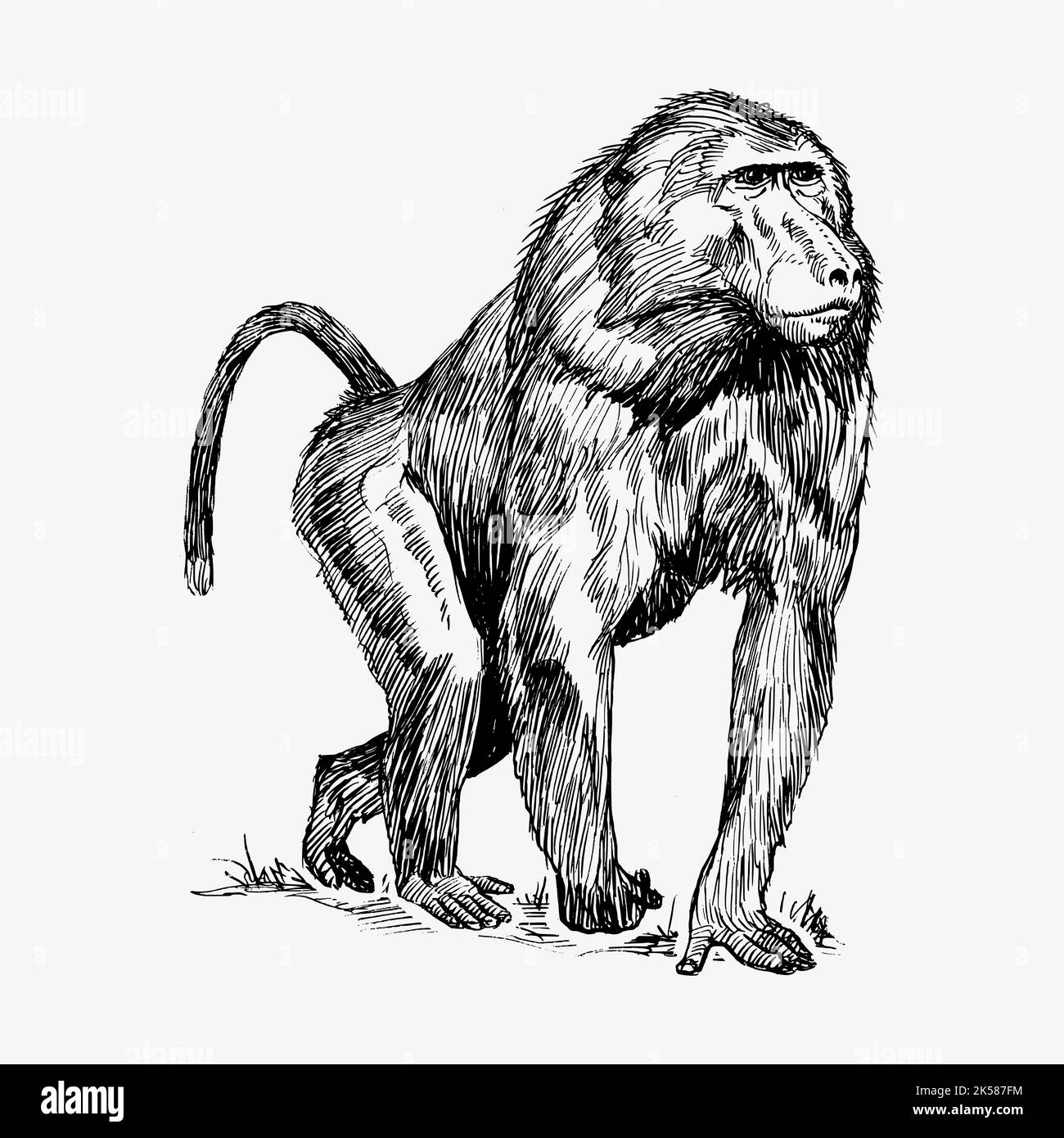 Baboon clipart hi-res stock photography and images - Alamy