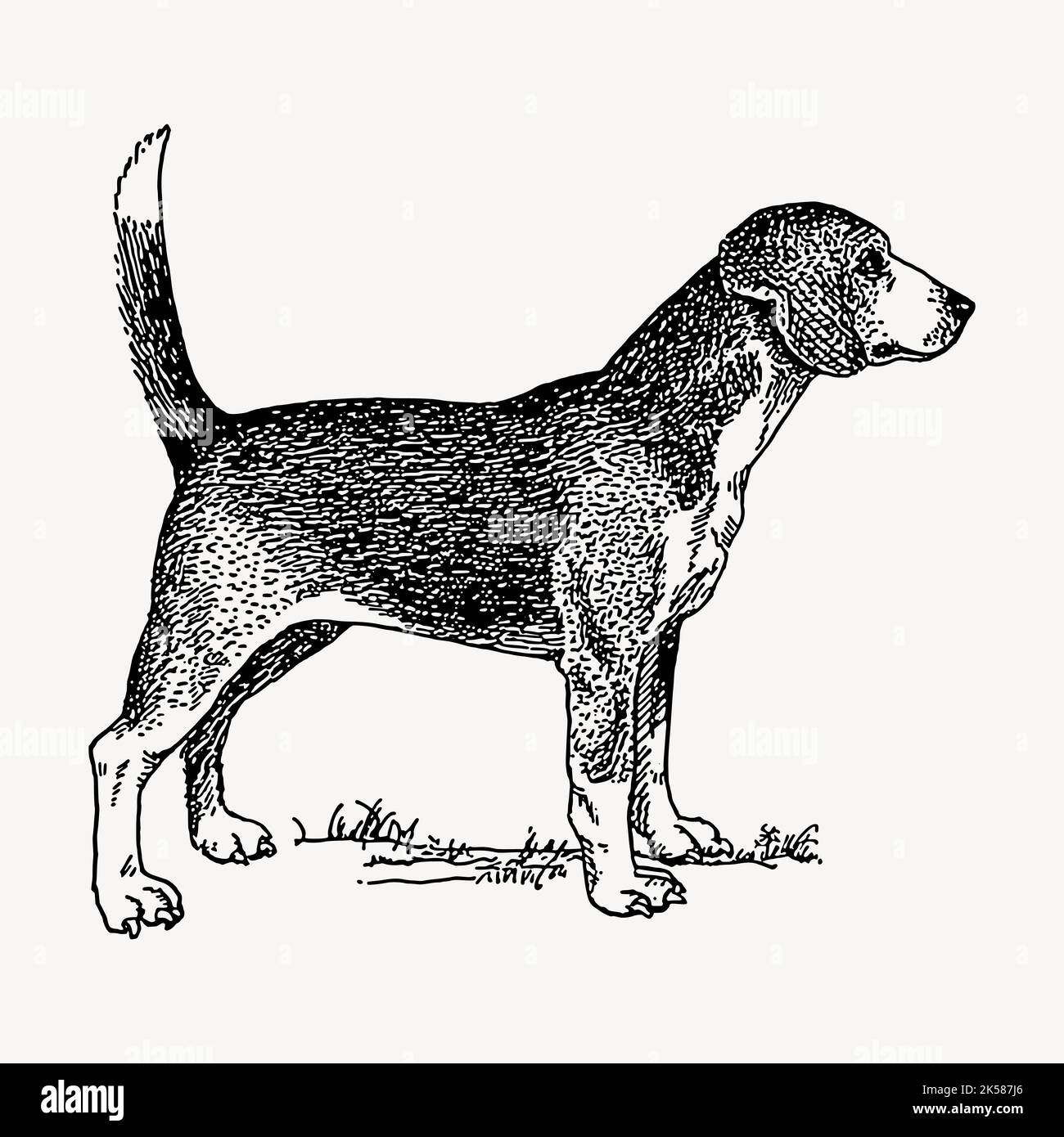 Beagle dog clipart Stock Vector Images - Alamy