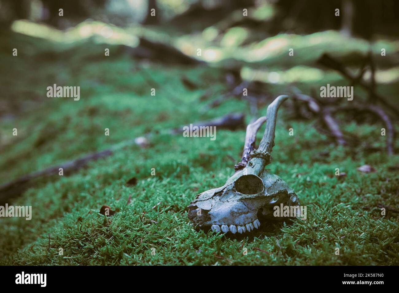 Roe deer skeleton hi-res stock photography and images - Alamy