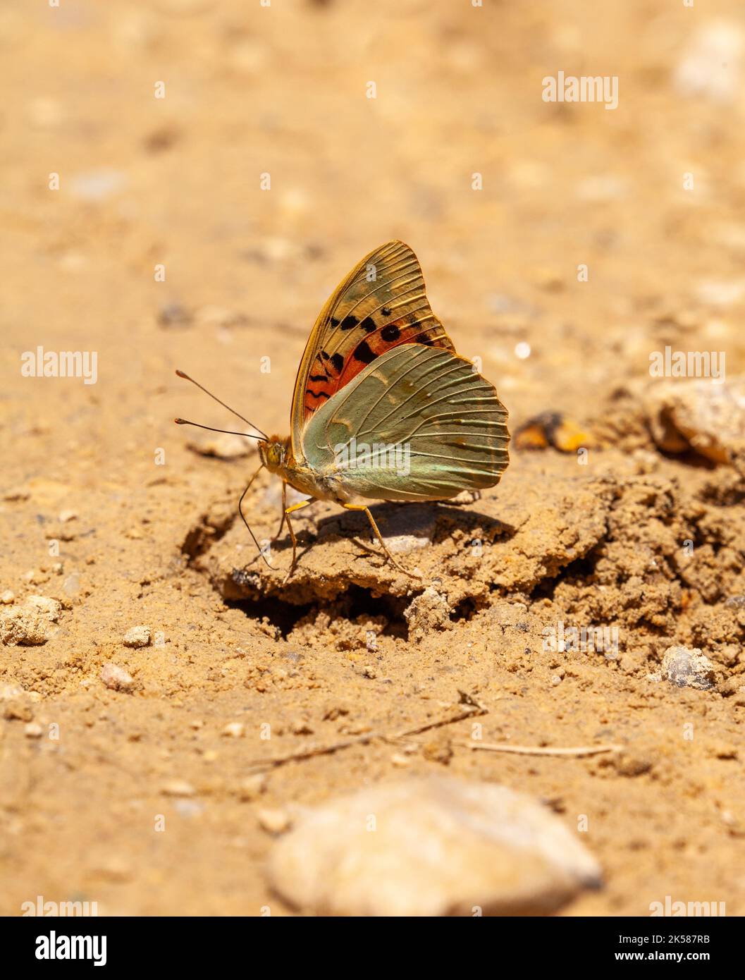 Cardinal Fritillary butterfly Argynnis pandora in the Spanish ...