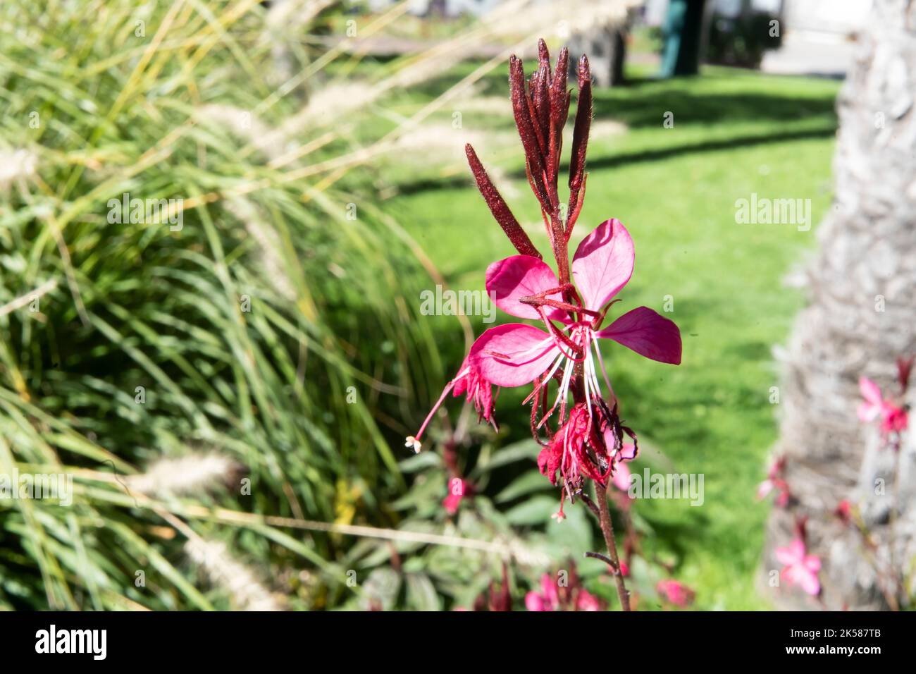 Sunpoor soils hi-res stock photography and images - Alamy