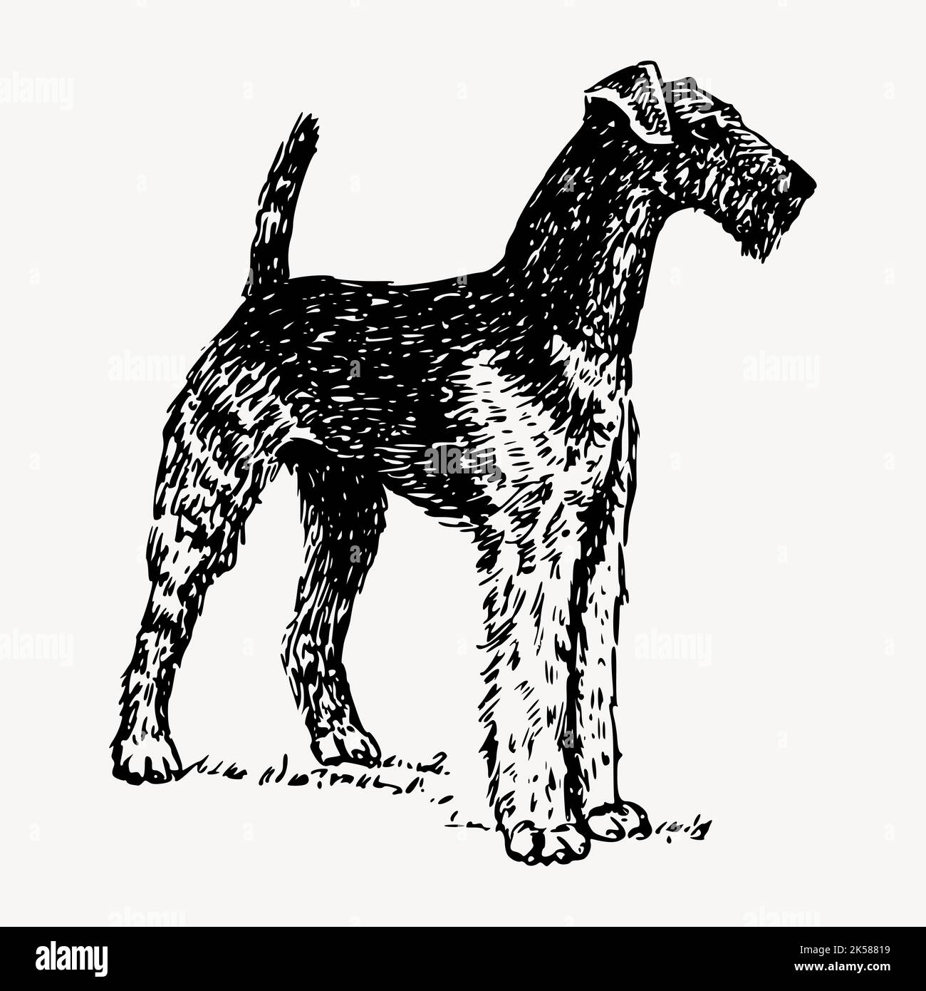Airedale Terrier dog drawing clipart, vintage drawing illustration ...
