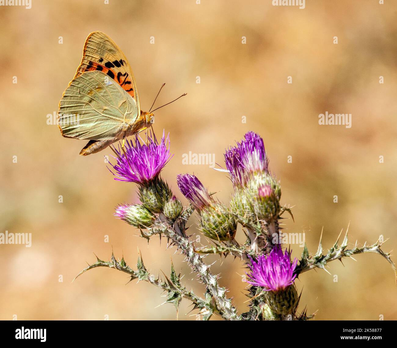 Cardinal Fritillary butterfly Argynnis pandora on a thistle head in the ...