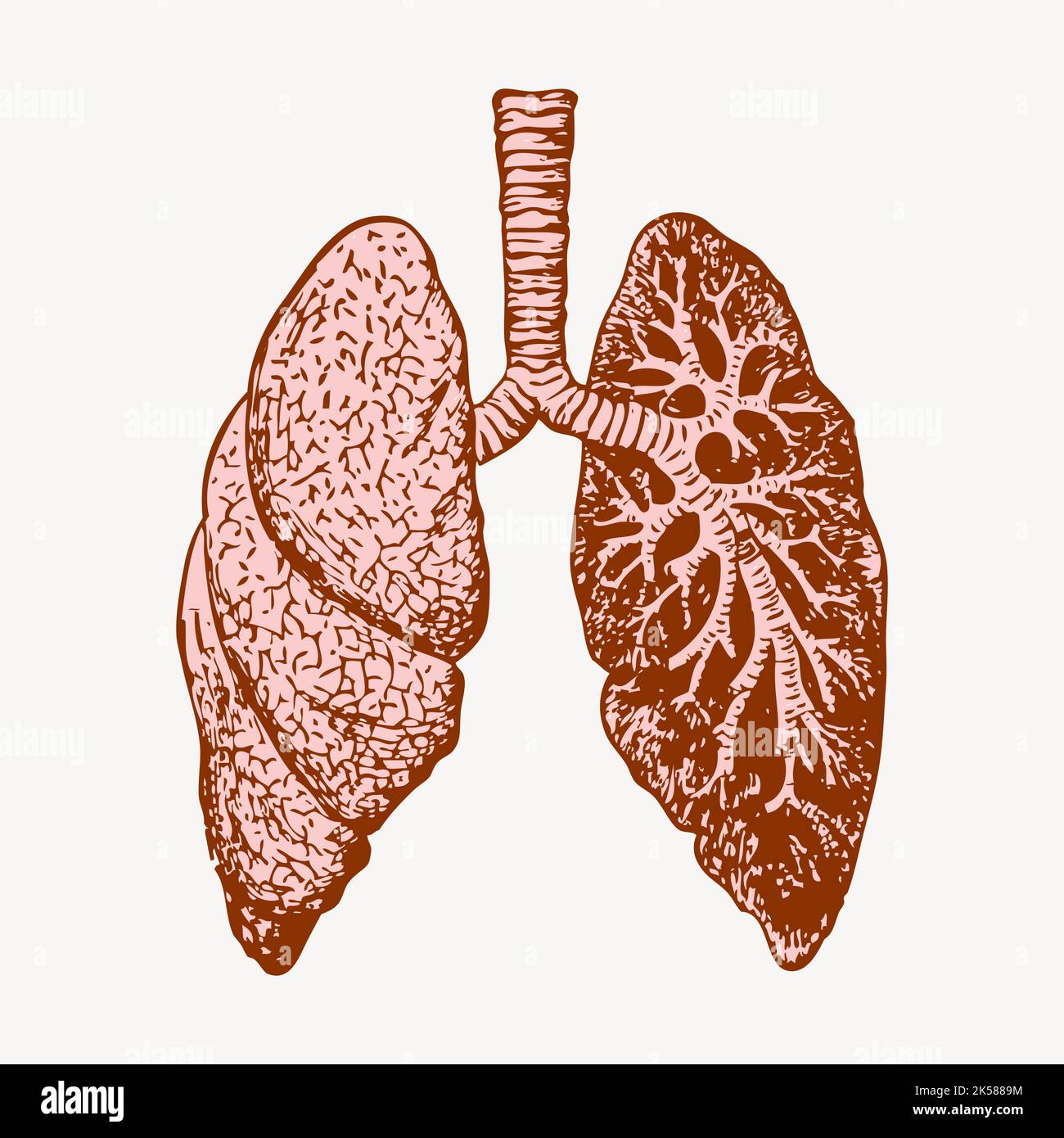 Lungs, anatomy clipart, vintage illustration vector Stock Vector Image ...