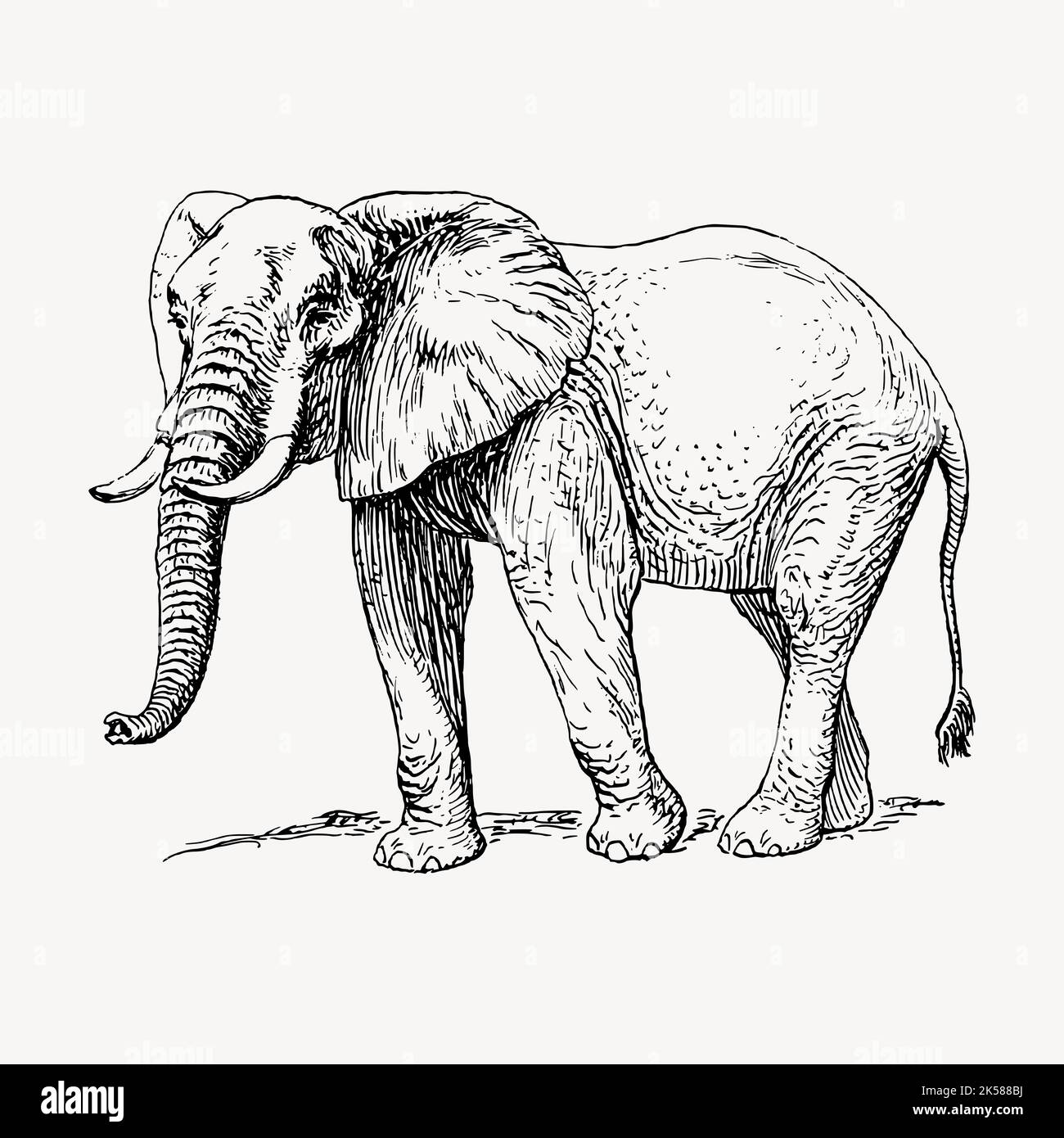 Elephant, wild animal clipart, vintage drawing illustration vector ...