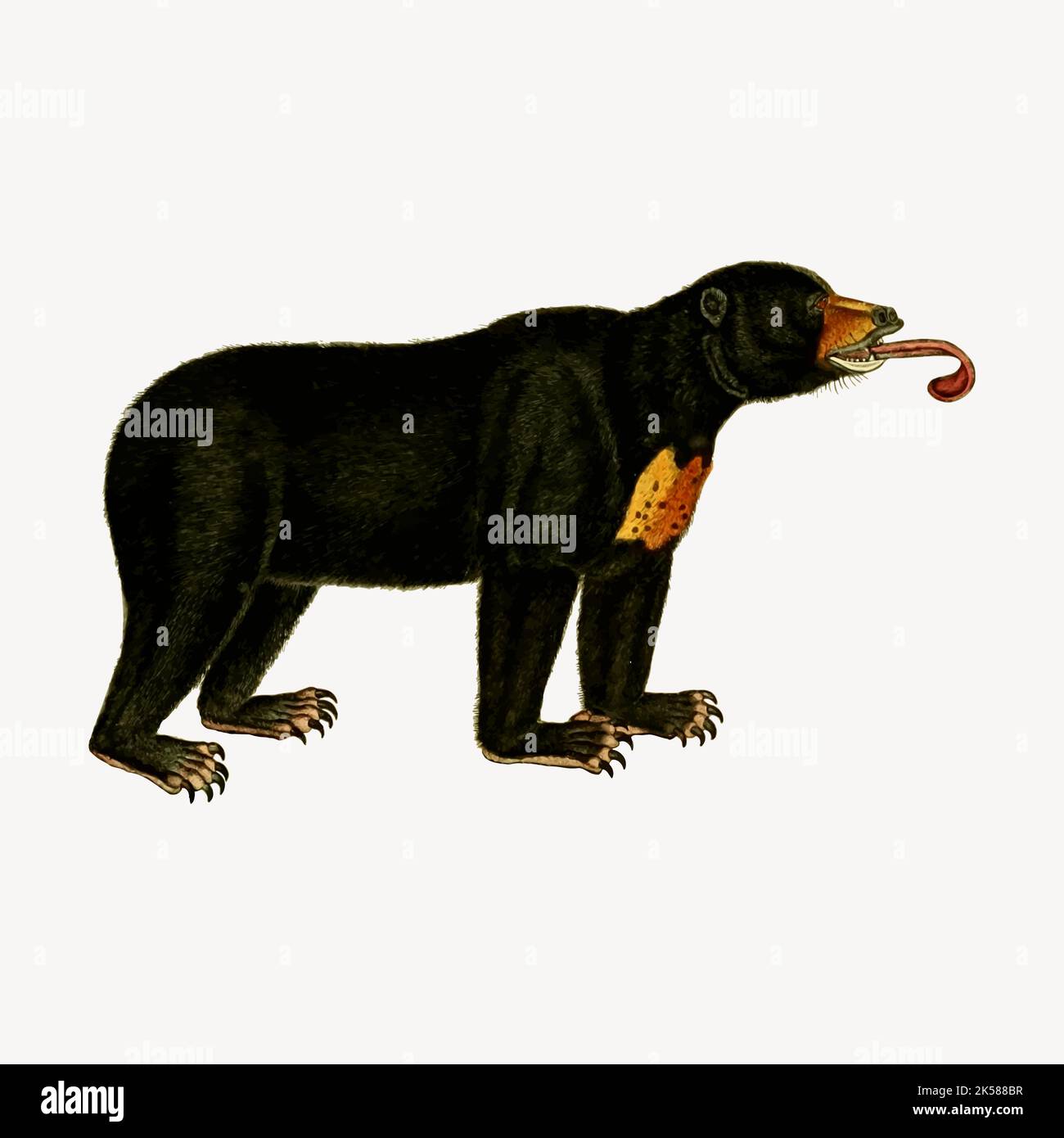 Bear wild animal clipart, vintage illustration vector Stock Vector ...