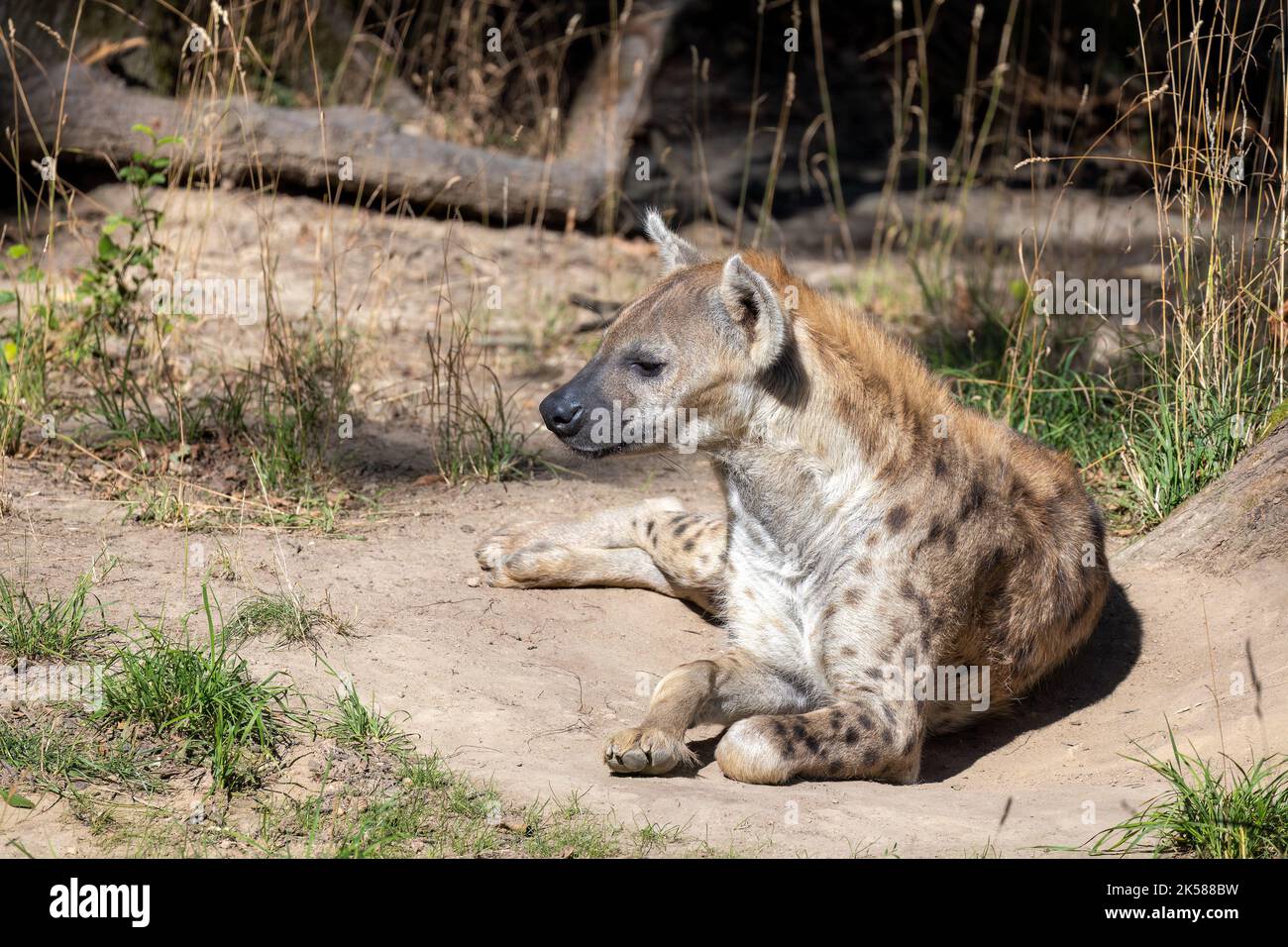 The spotted hyena (Crocuta crocuta), also known as the laughing hyena ...