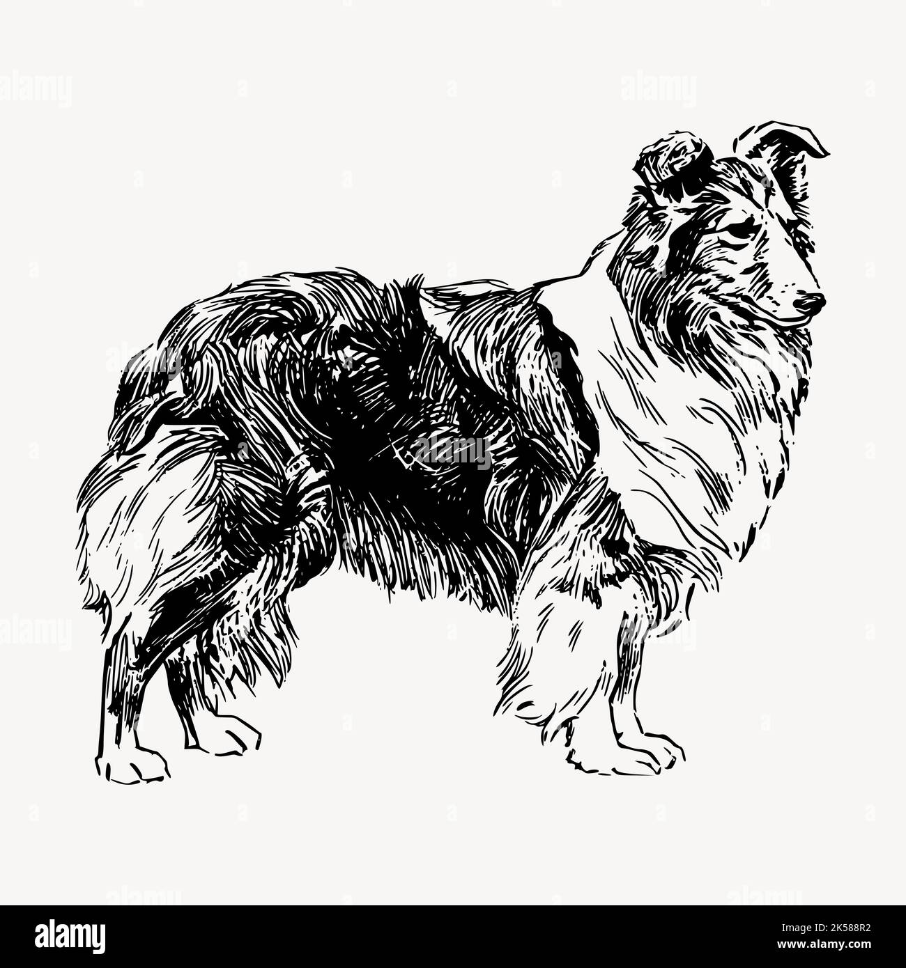 Shetland Sheepdog drawing clipart, vintage illustration vector Stock ...