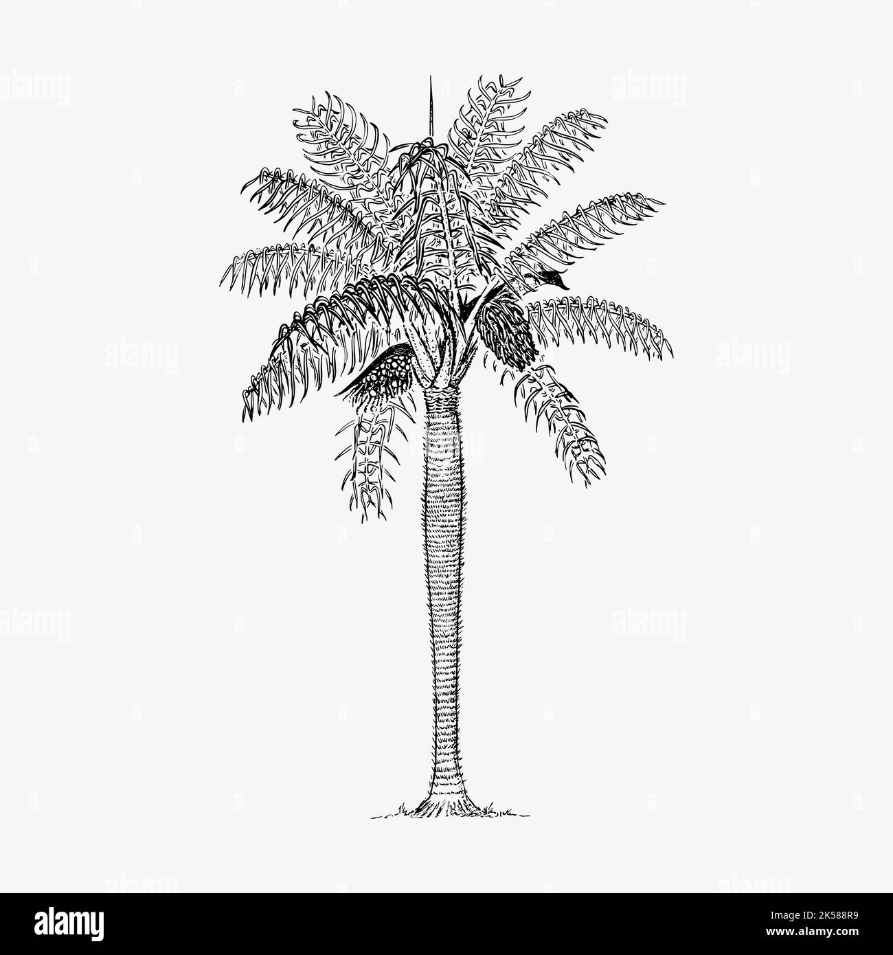Coconut palm tree clipart, vintage illustration vector Stock Vector ...