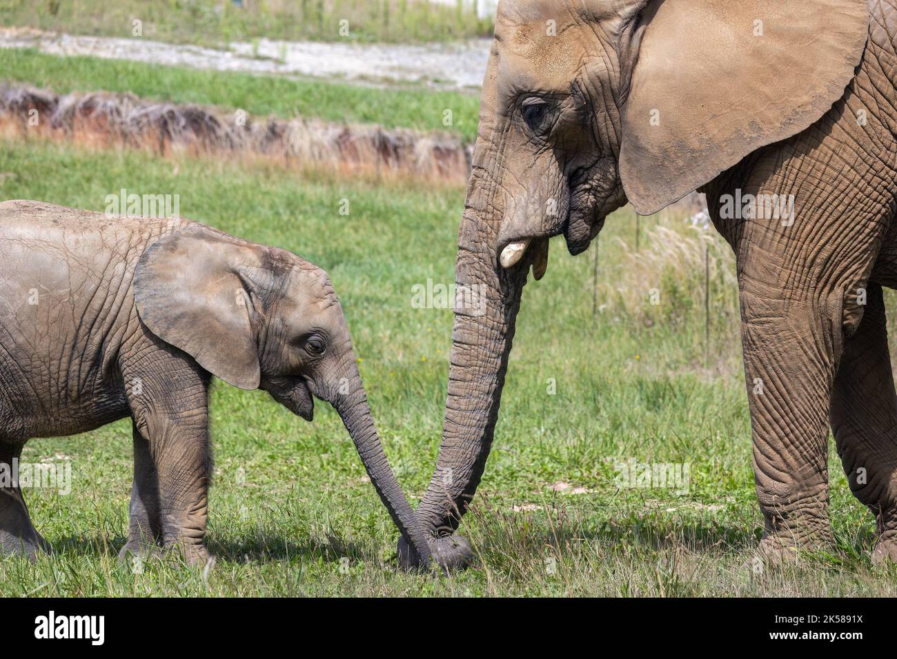 African elephants (Loxodonta africana), baby elephant with its parent ...